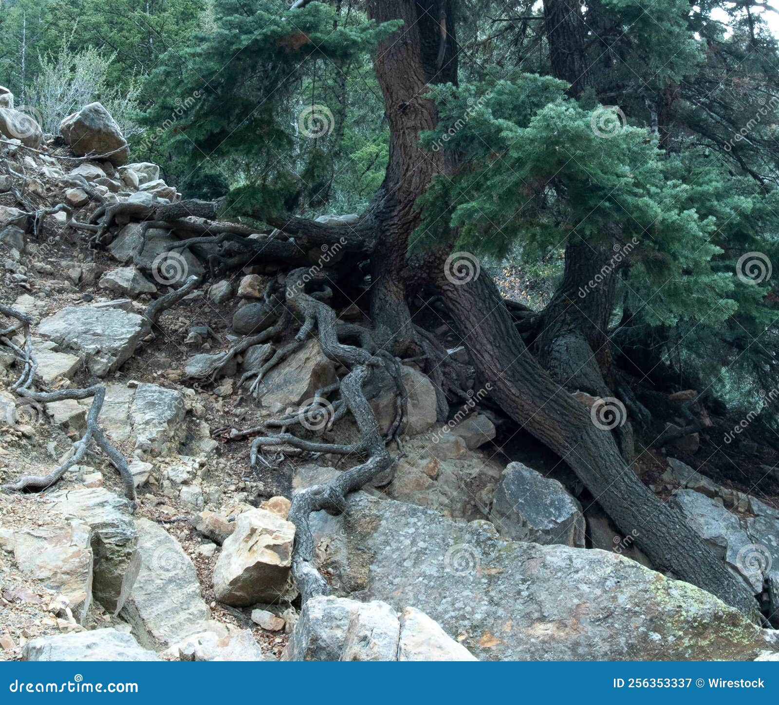 Beautiful Tree with Its Twisted Roots Stock Image - Image of stones ...