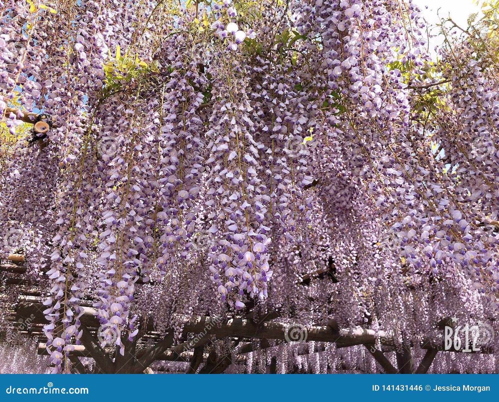 Beautiful tree in Japan stock photo. Image of flowers - 141431446