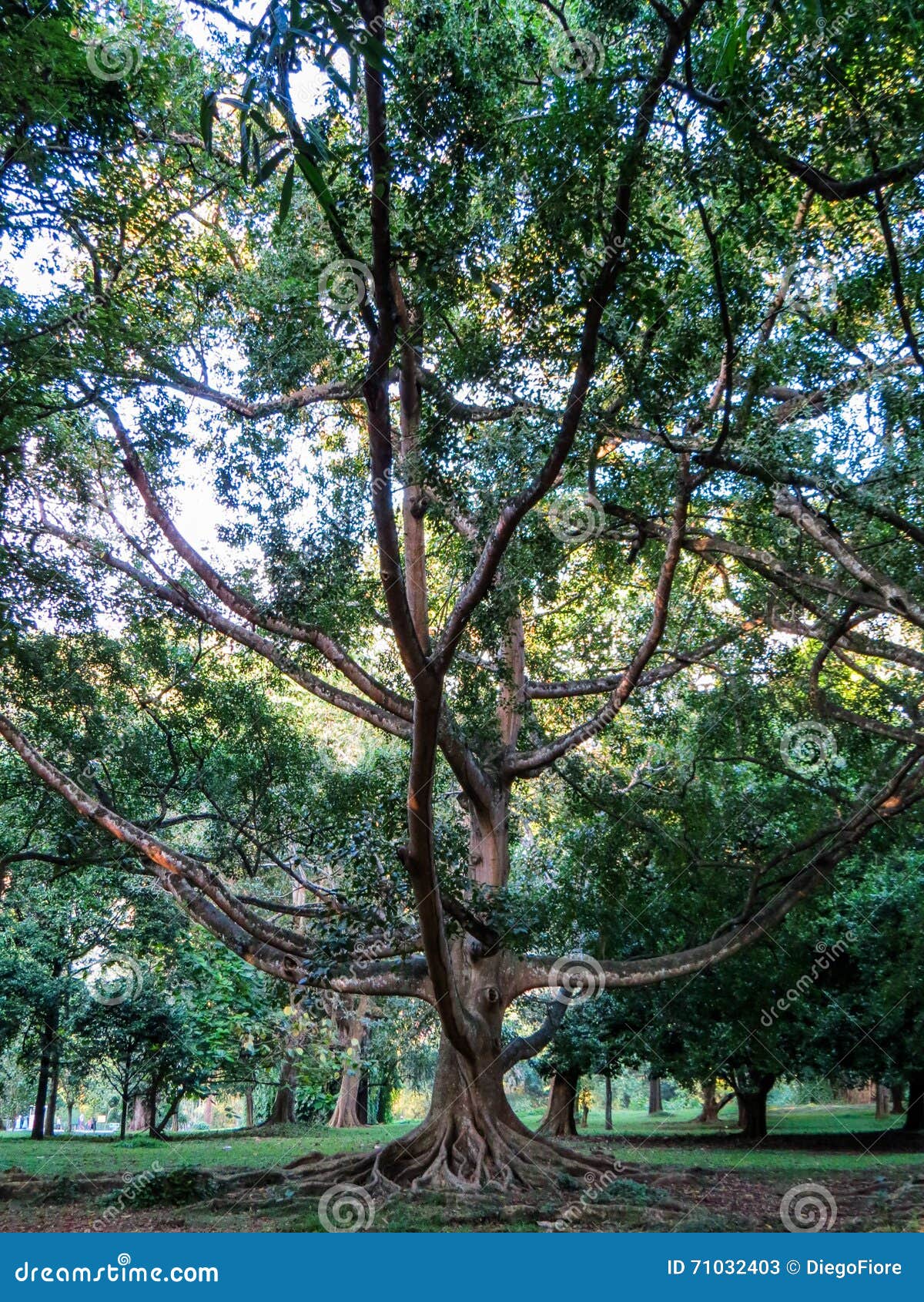 Beautiful Tree in Kandy Botanical Garden Stock Image - Image of ...
