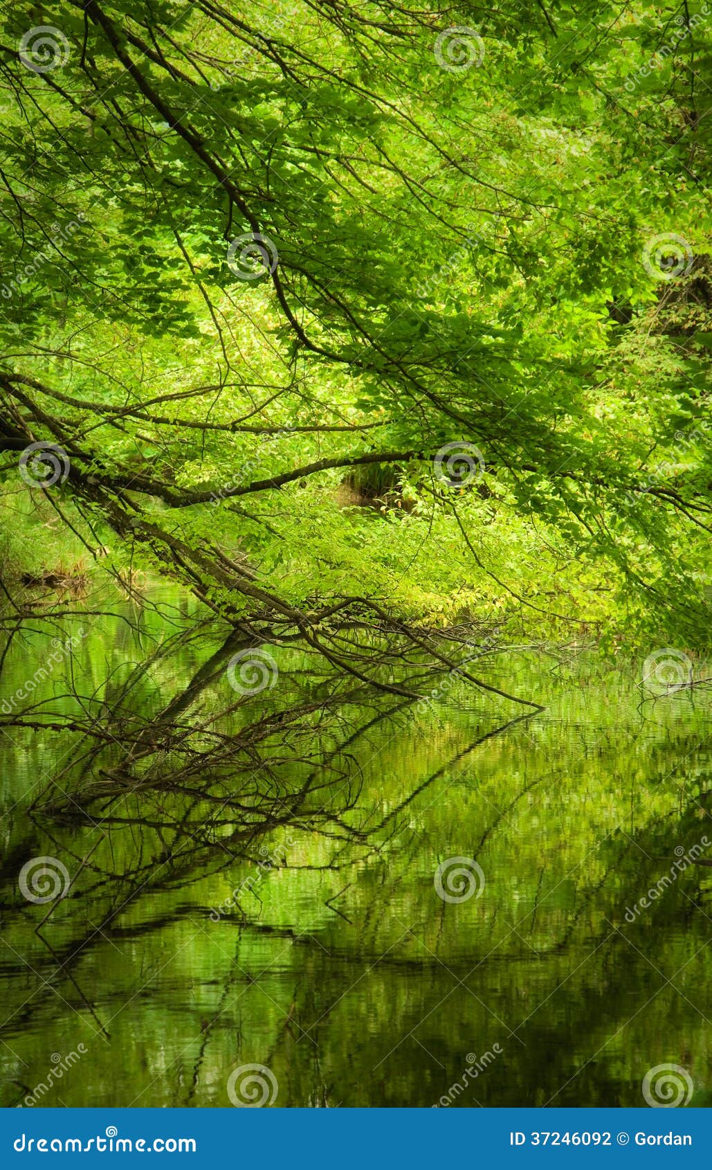 Beautiful Tree on the Lake with Reflection Stock Photo - Image of rural ...