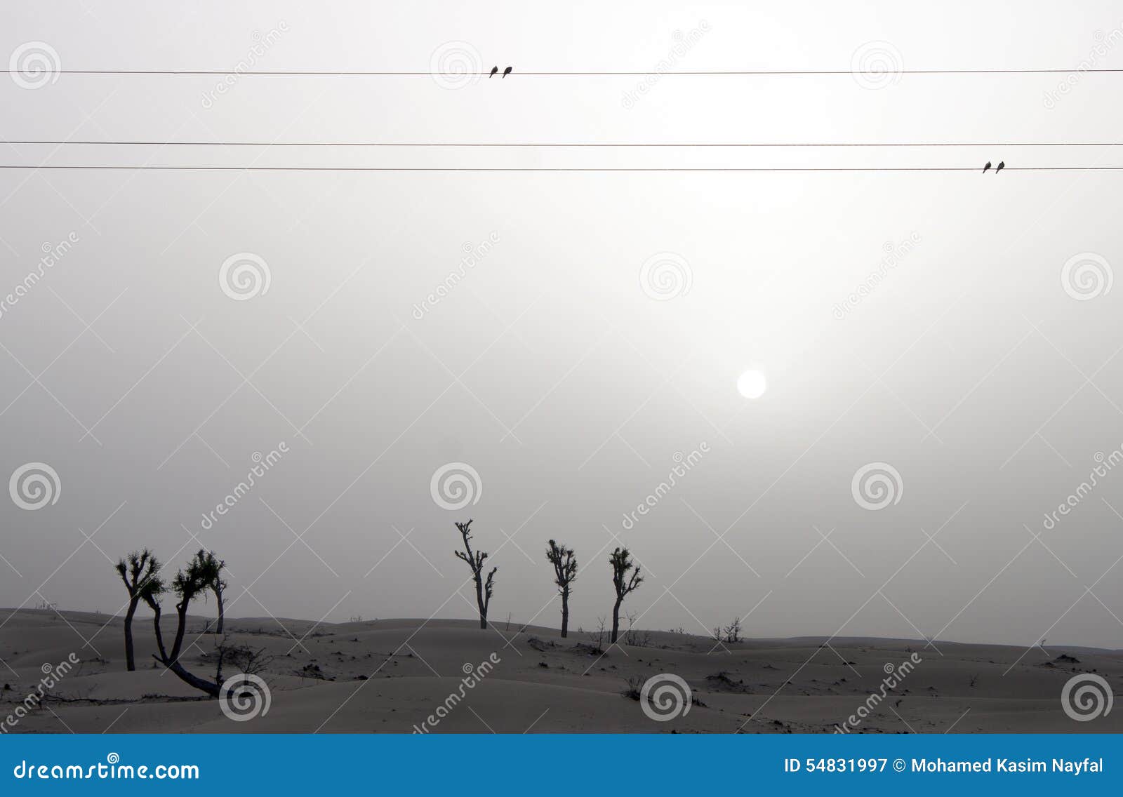 Beautiful Tree Landscape in Dubai Desert Stock Image - Image of ...
