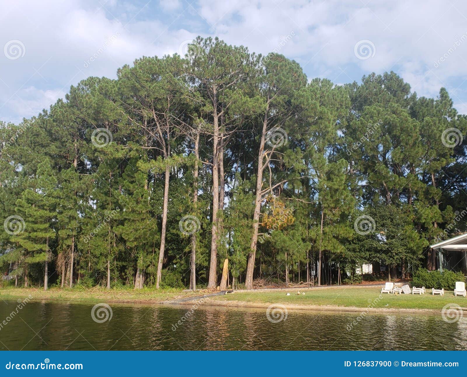 Beautiful Tree Landscape with Lake Stock Photo - Image of landscape ...
