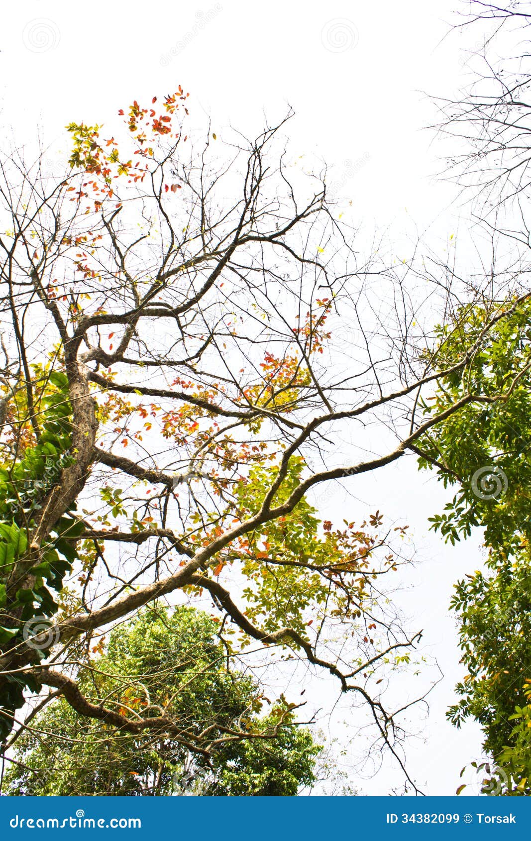Beautiful tree leaf stock image. Image of leaf, environment - 34382099