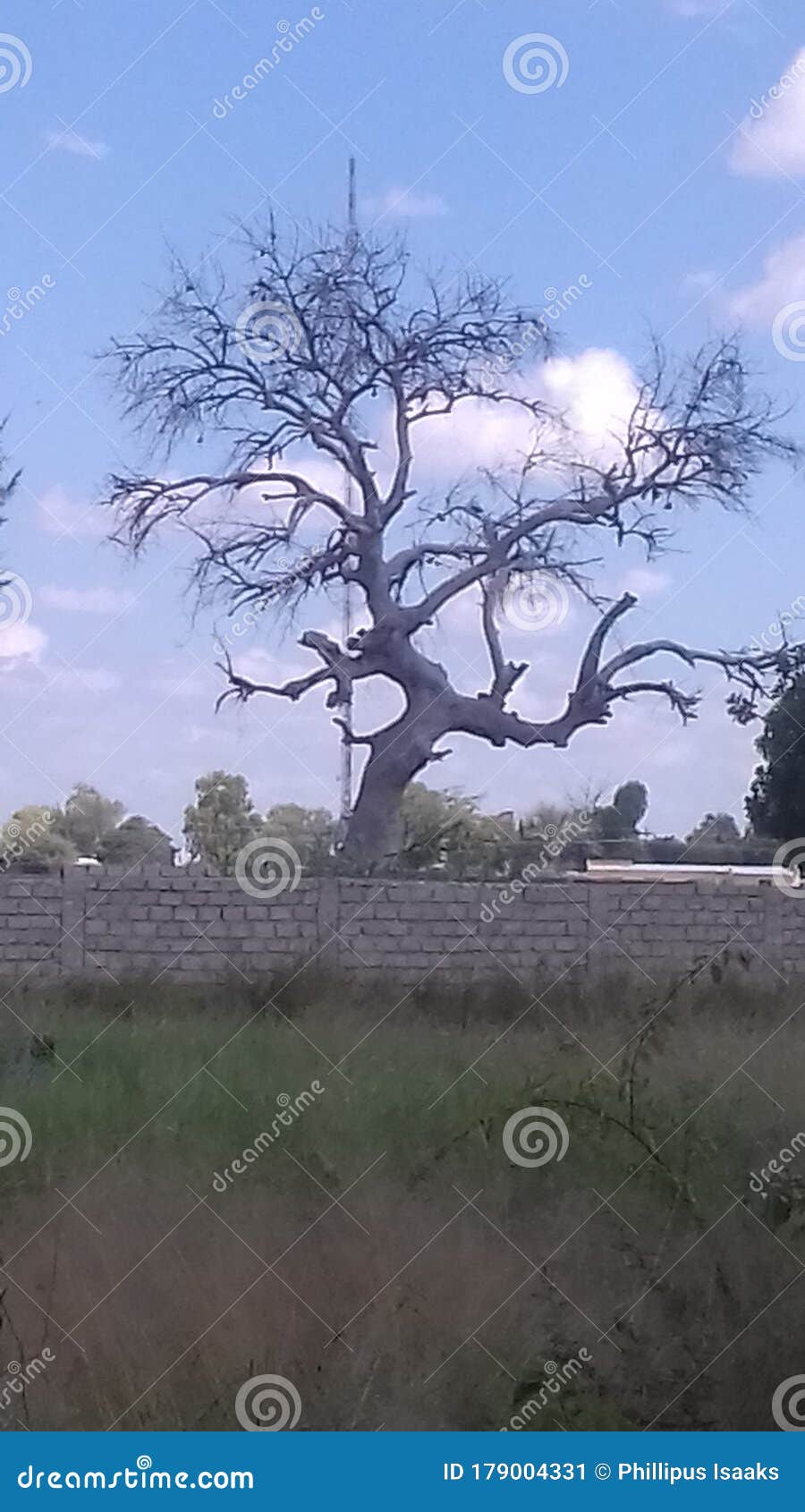 A Beautiful Tree..without Leaves Stock Image - Image of flower, leaf ...