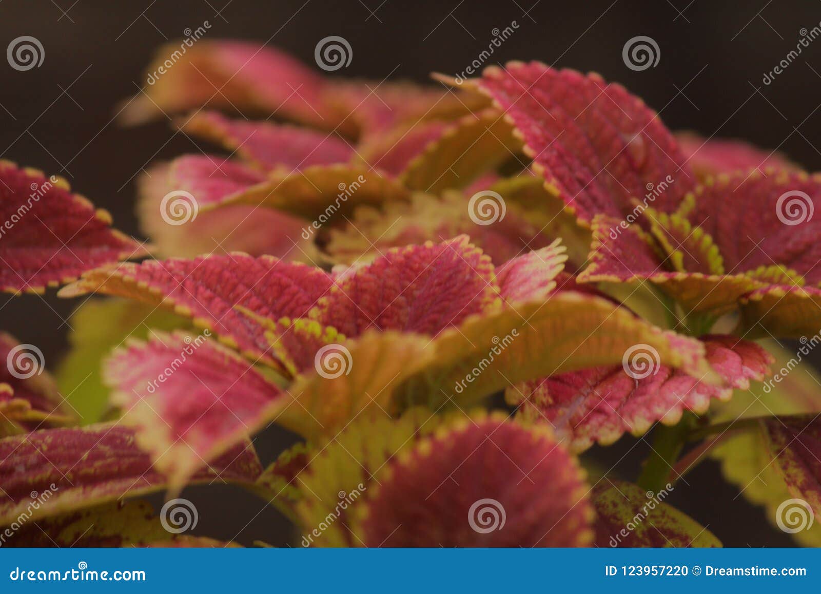 Beautiful tree leaves. stock photo. Image of leaves - 123957220