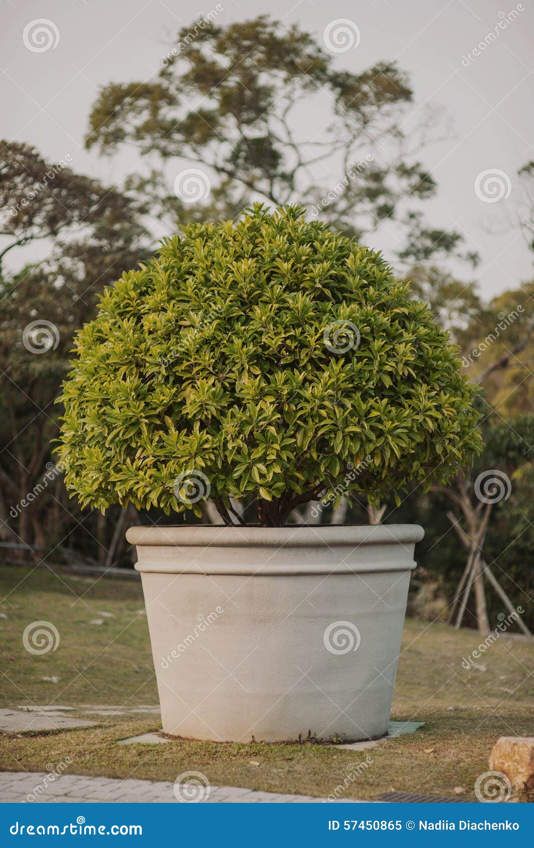 Beautiful tree like a pot stock image. Image of trunk - 57450865