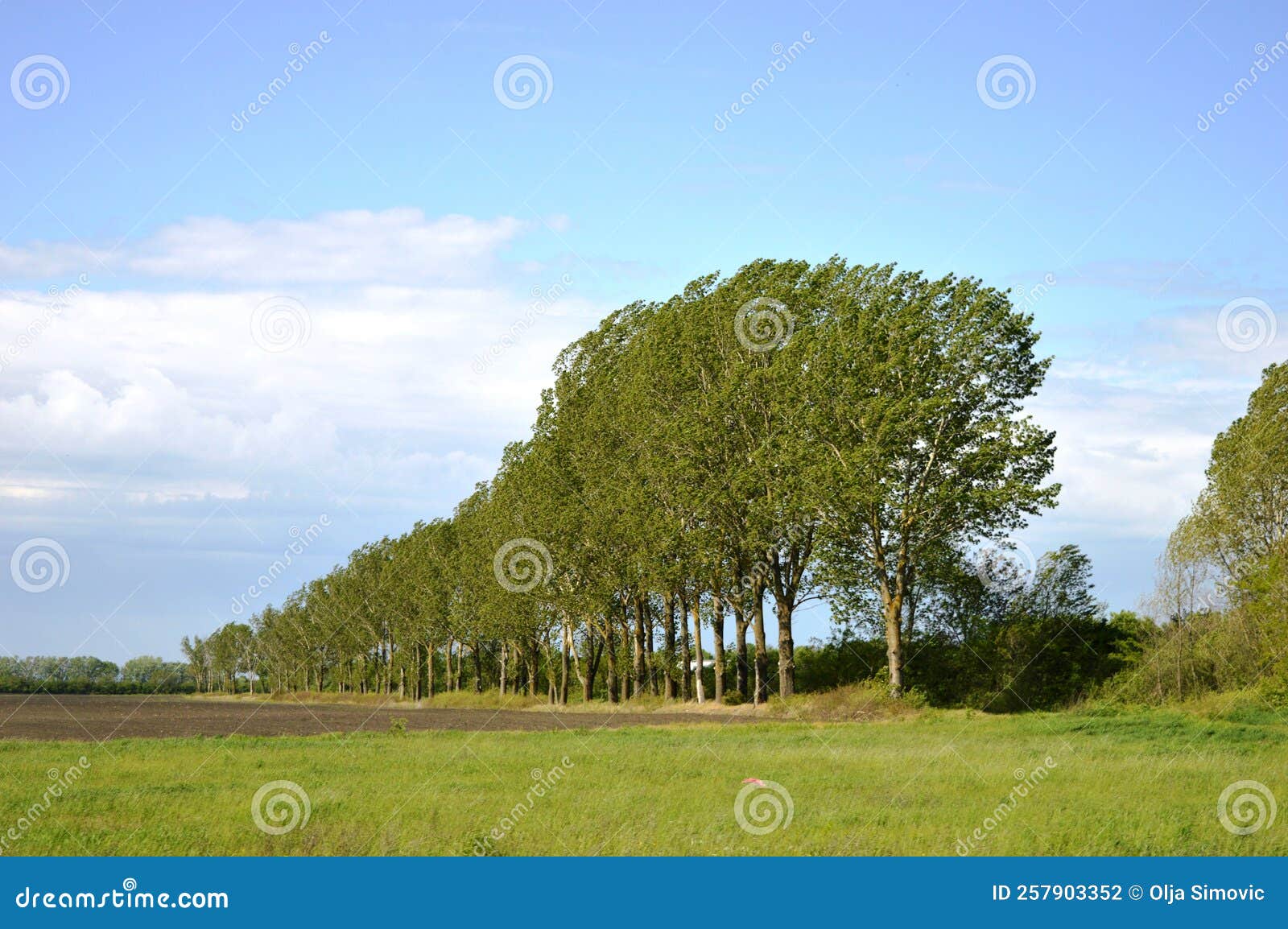 Beautiful Tree Line in the Plain Stock Photo - Image of grass, green ...