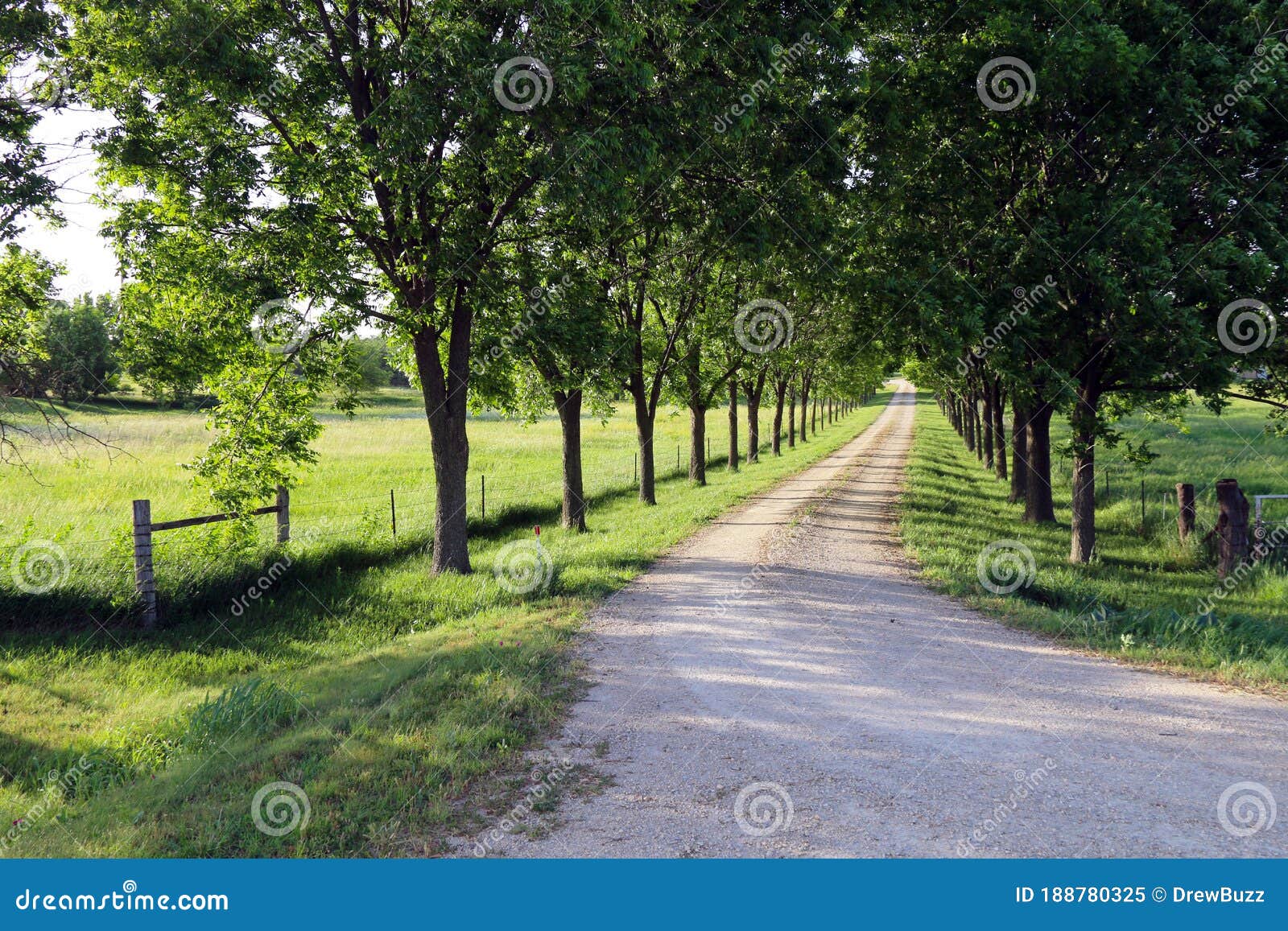 Tree Lined Dirt Driveway Leading through Lush Meadow Stock Image ...