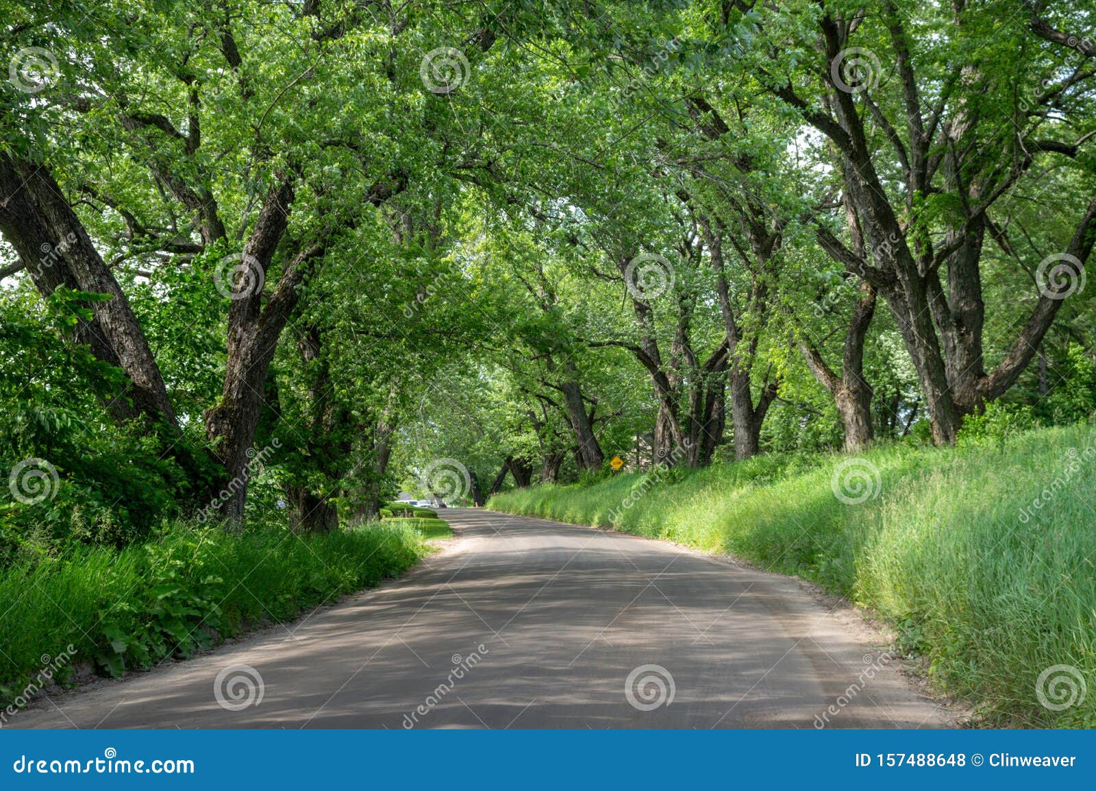 Tree Lined Road stock photo. Image of landscape, season - 157488648