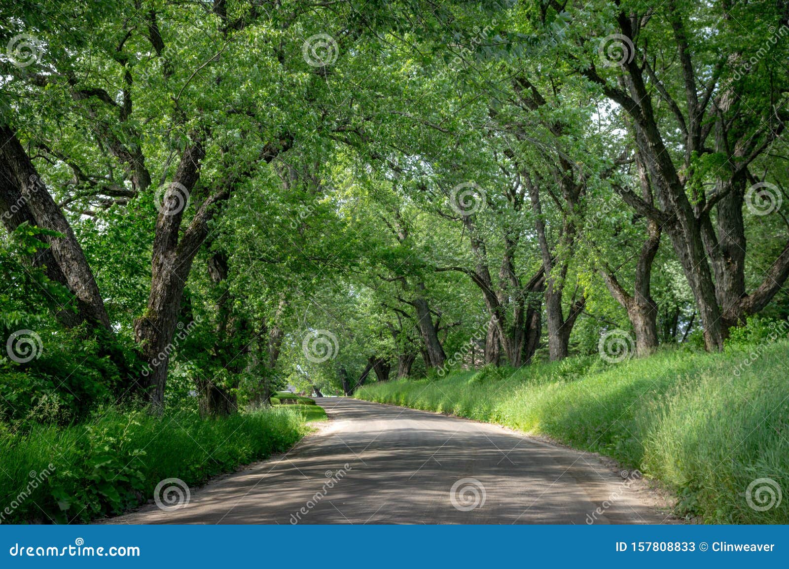 Tree Lined Road stock image. Image of tree, landscape - 157808833