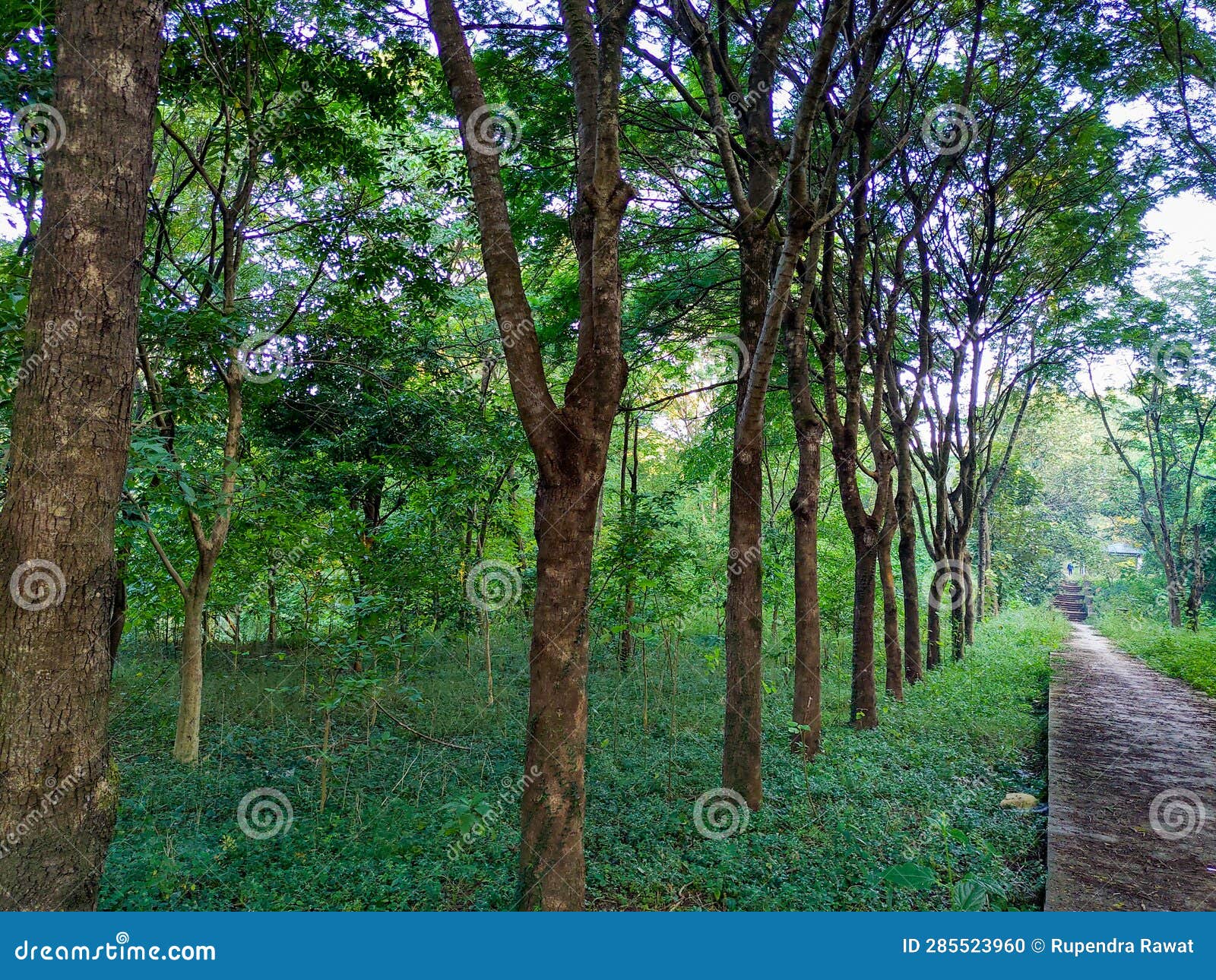 Beautiful Tree-lined Pedestrian Walkway in Uttarakhand, India. Serene ...