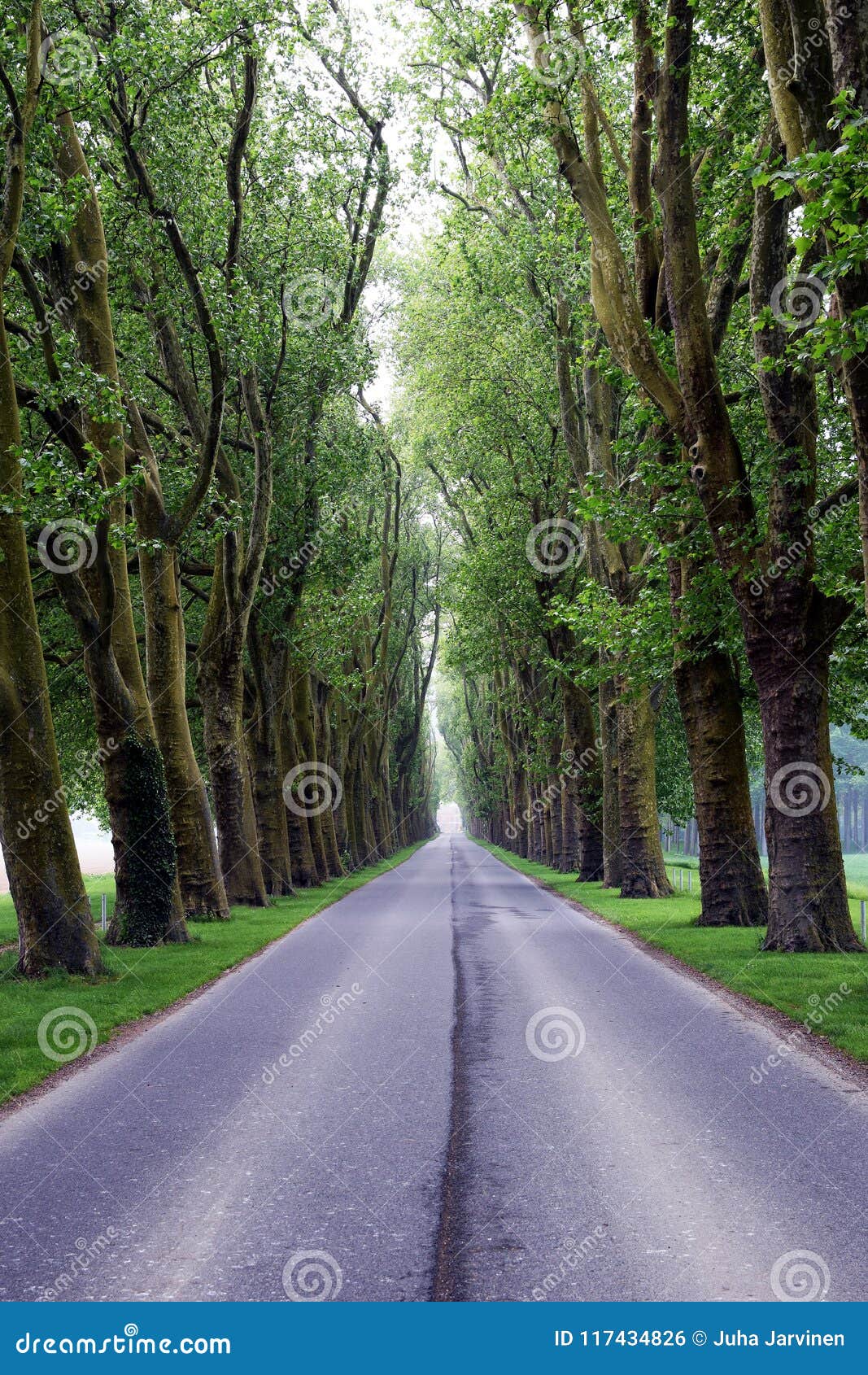 Beautiful tree-lined road stock photo. Image of environment - 117434826