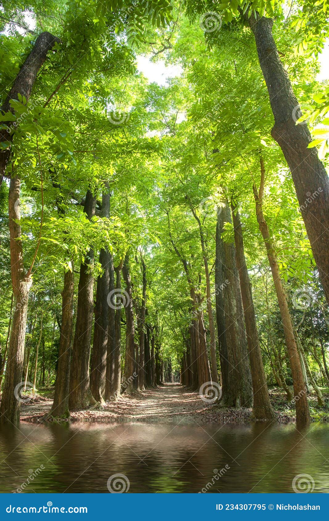 Beautiful Tree Lined Road in the Tunnel of Trees Stock Image - Image of ...