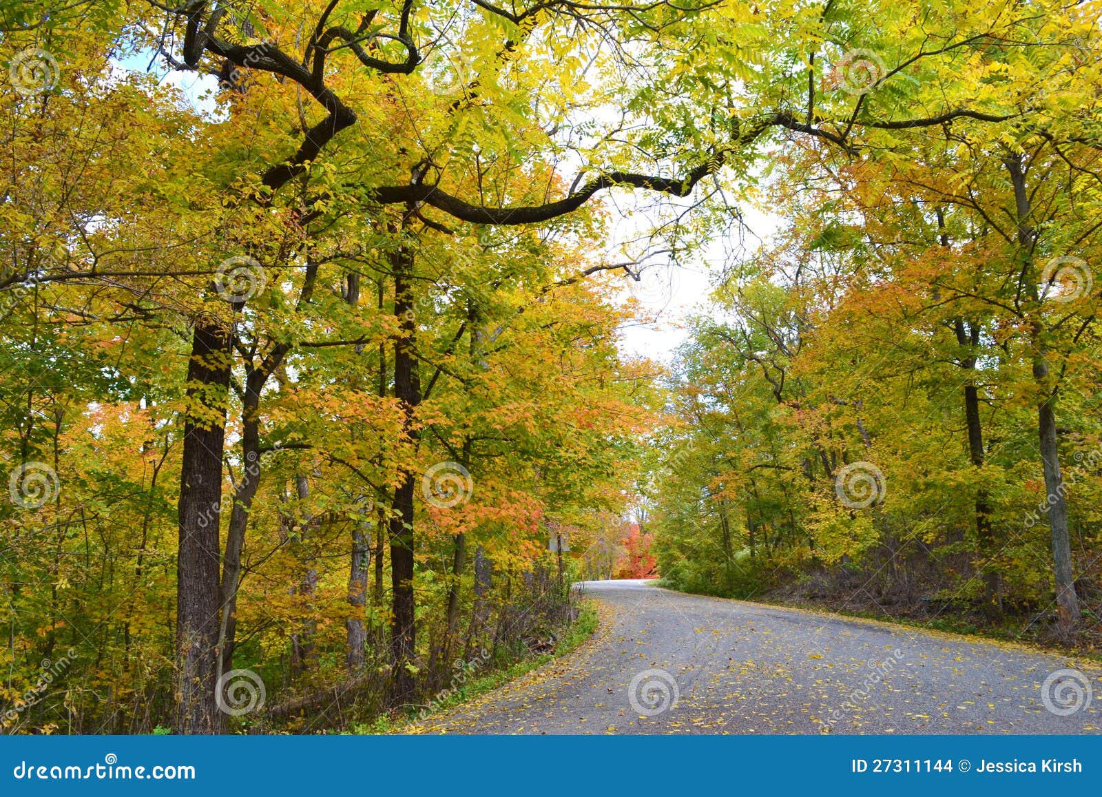 Beautiful Tree Lined Street during Fall Stock Photo - Image of botany ...