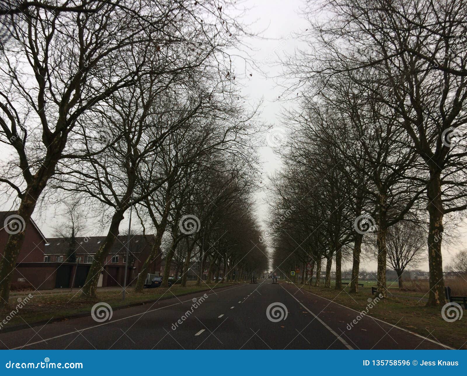 Beautiful Tree-lined Street in the North West of the Netherlands Stock ...