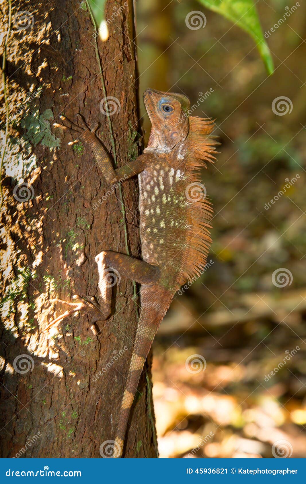 Beautiful tree lizard. stock image. Image of environment - 45936821