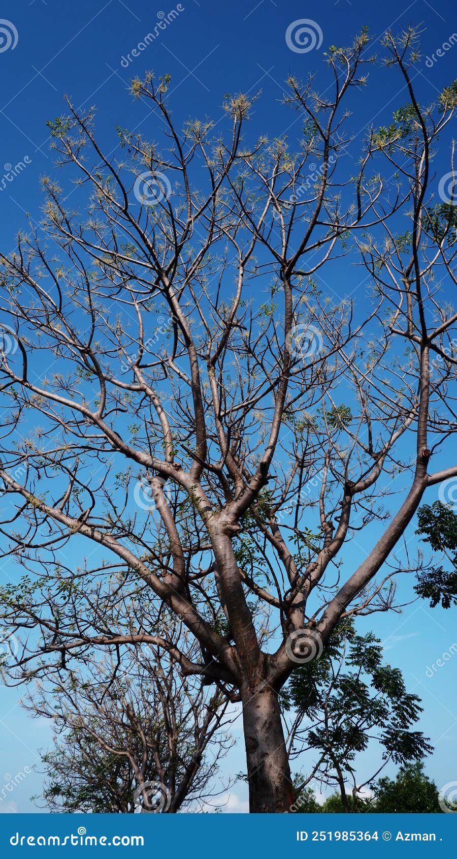 Beautiful Tree with Many Branches Against Blue Sky Background Stock ...