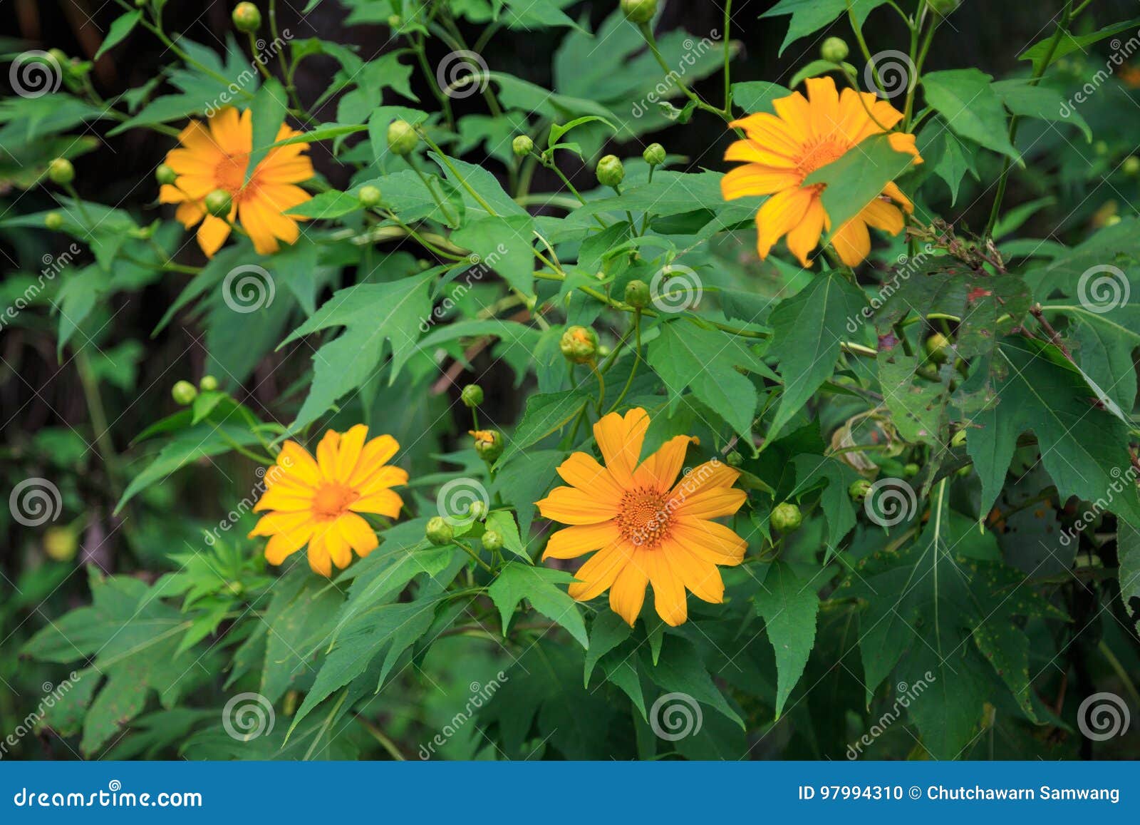 Beautiful Tree Marigold Flower Stock Photo - Image of colorful, little ...