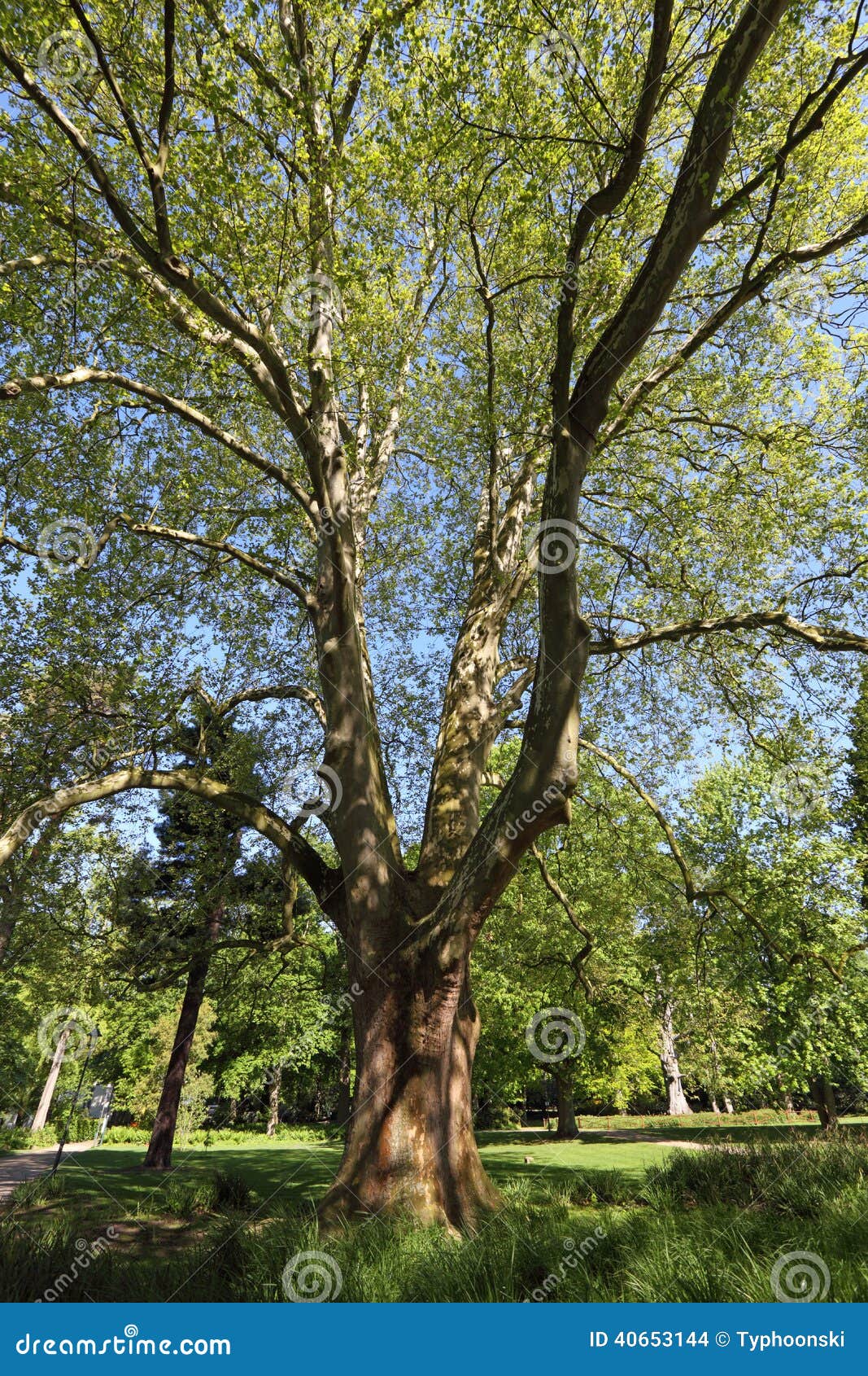 Beautiful Tree in Munster, Germany Stock Photo - Image of beautiful ...