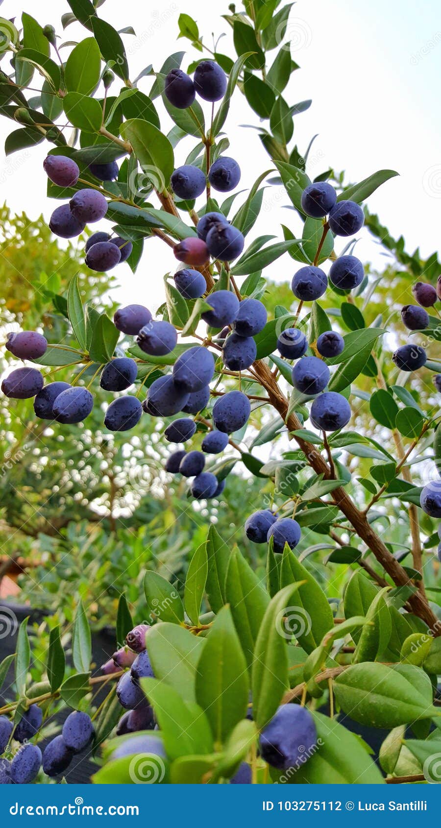 Beautiful Tree of Myrtle Fruit Stock Photo - Image of berry, pink ...