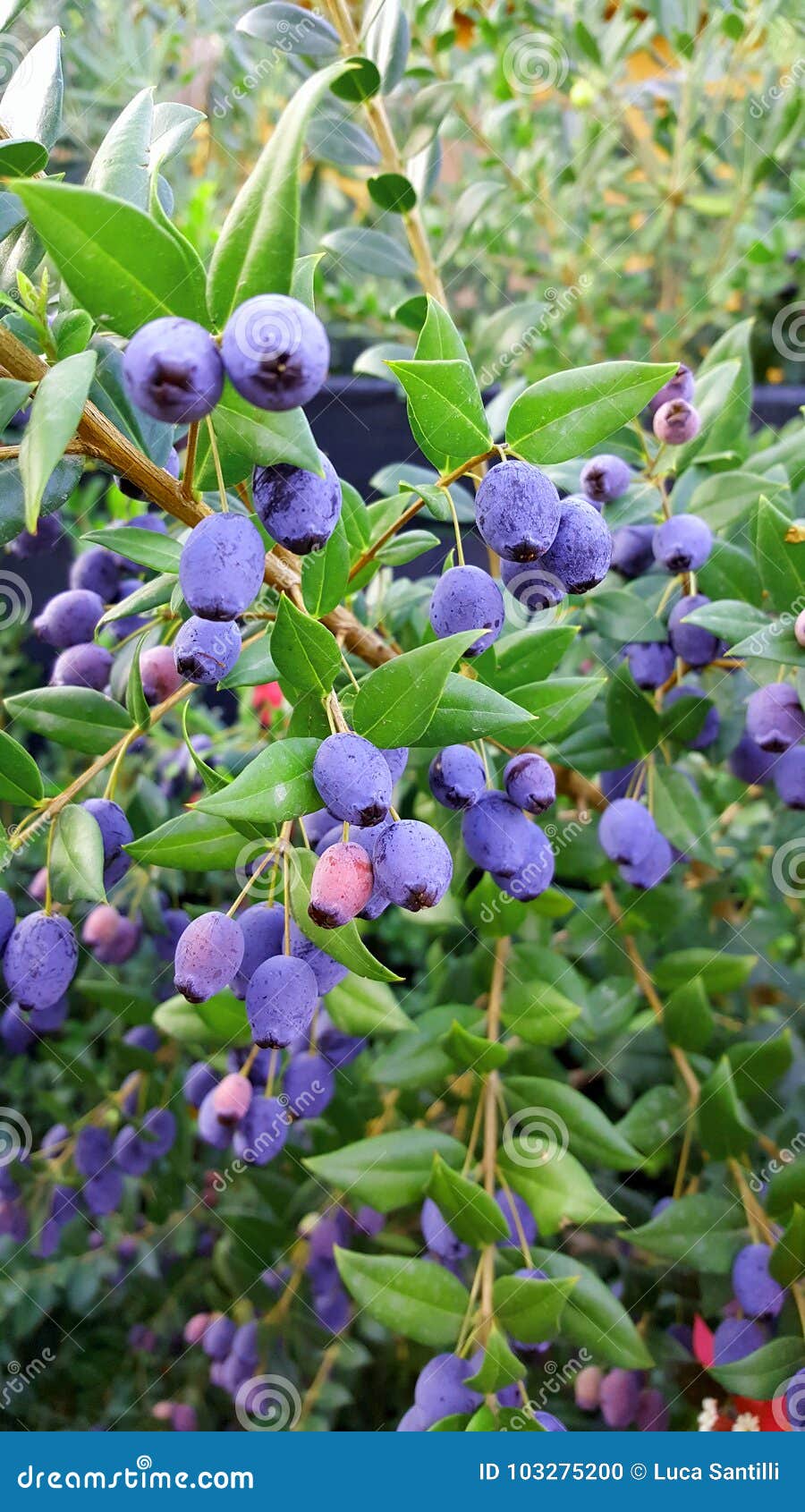 Beautiful Tree of Myrtle Fruit Stock Photo - Image of flower, grapes ...