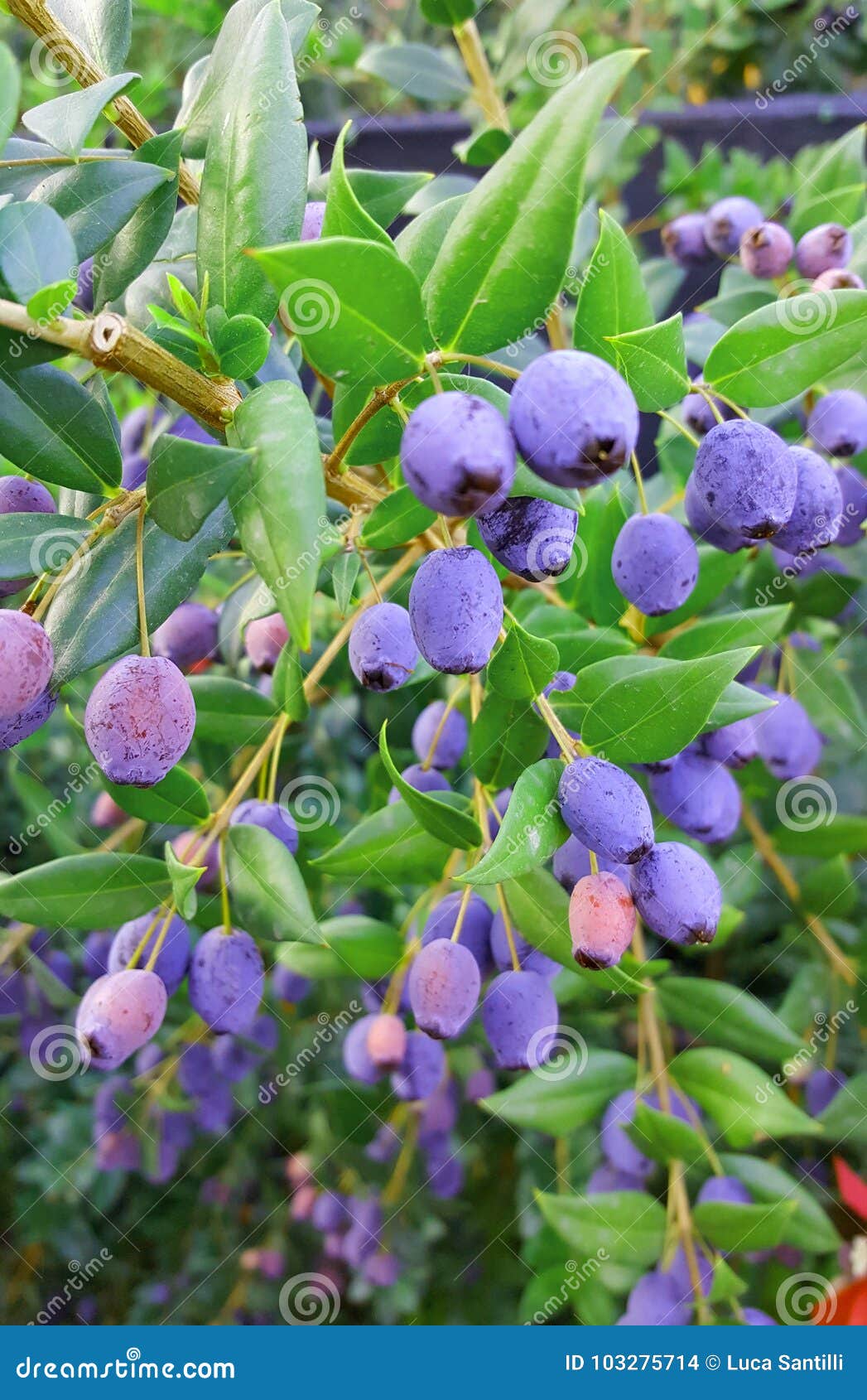 Beautiful Tree of Myrtle Fruit Stock Photo - Image of blue, blueberry ...