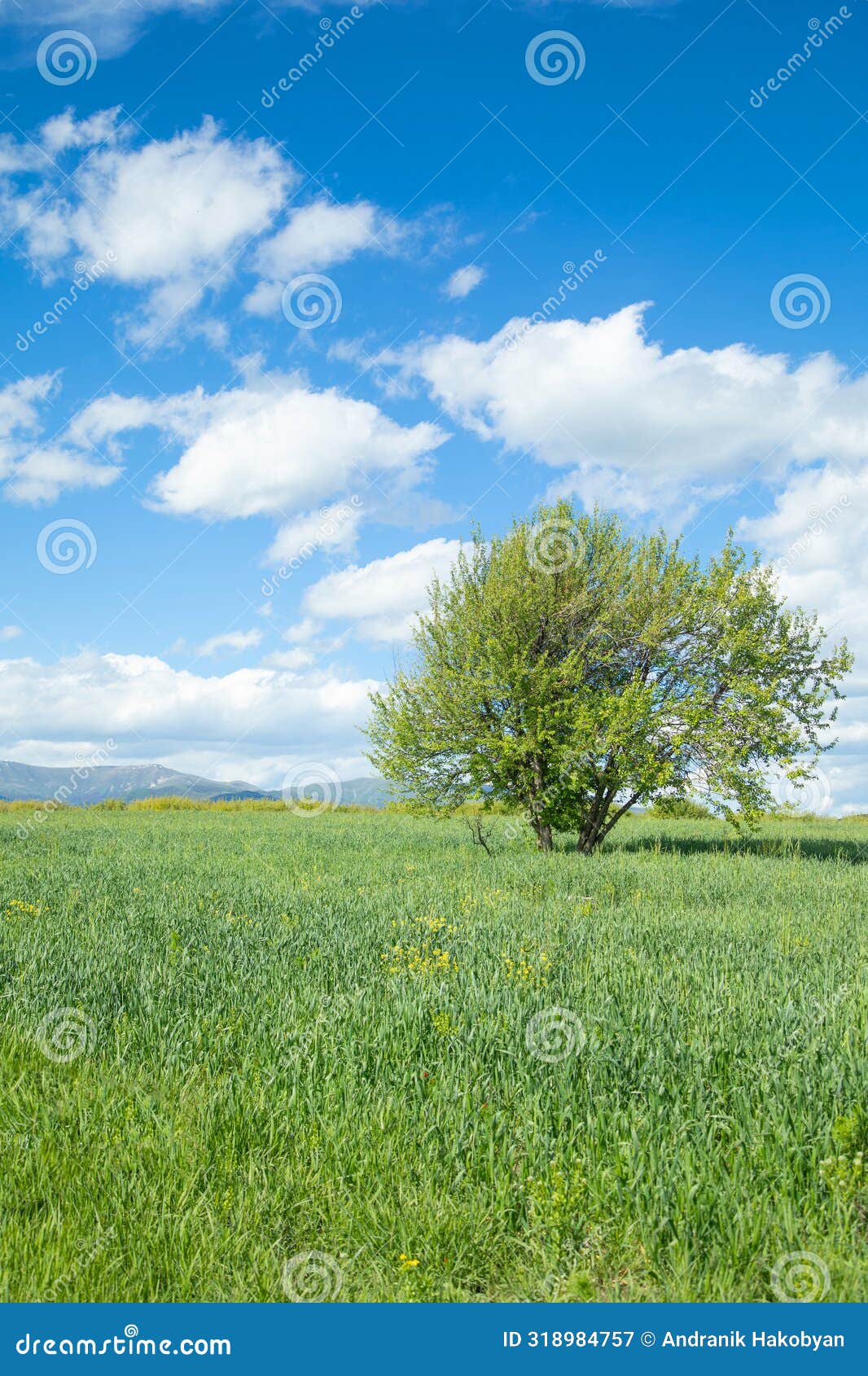 Beautiful Tree in the Nature. Spring Time Stock Image - Image of ...