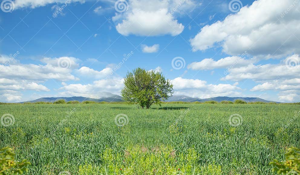 Beautiful Tree in the Nature. Spring Time Stock Photo - Image of ...