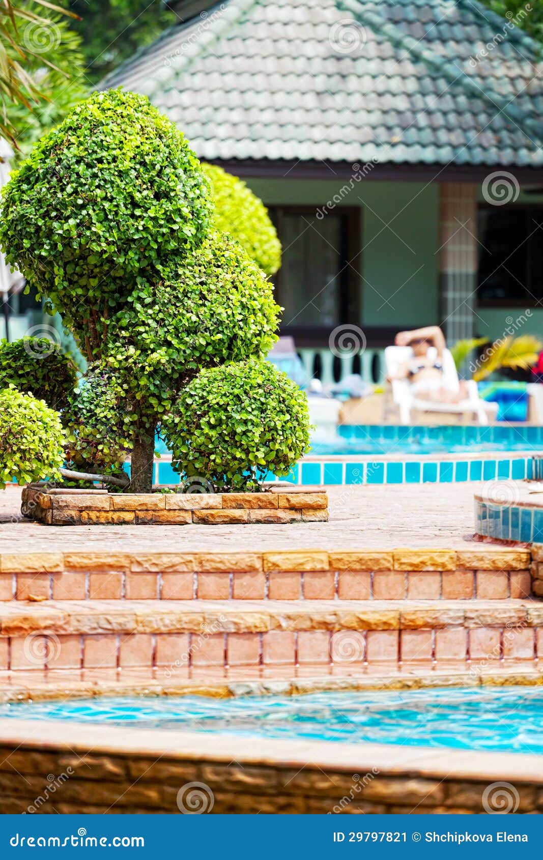 7,901 Tree Near Pool Stock Photos - Free & Royalty-Free Stock Photos ...