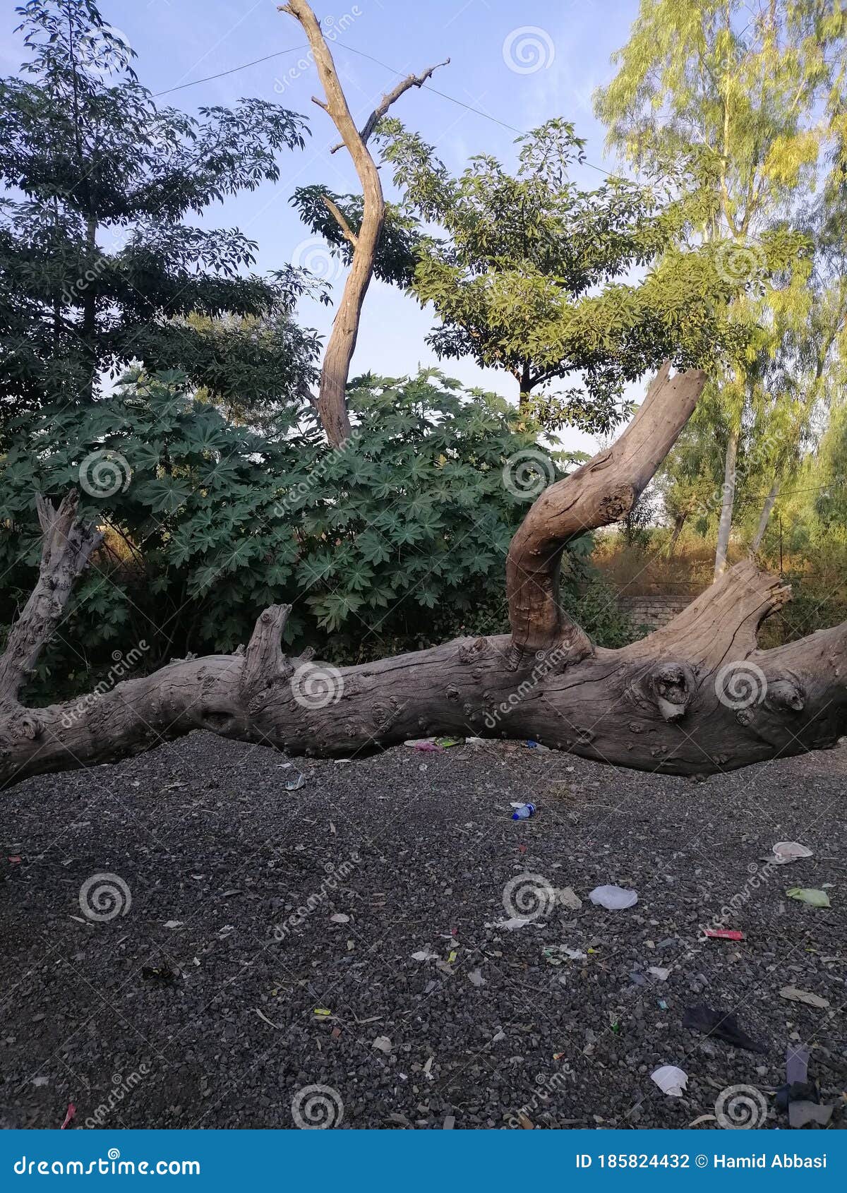 A Beautiful Tree Near the Road Stock Photo - Image of road, branch ...