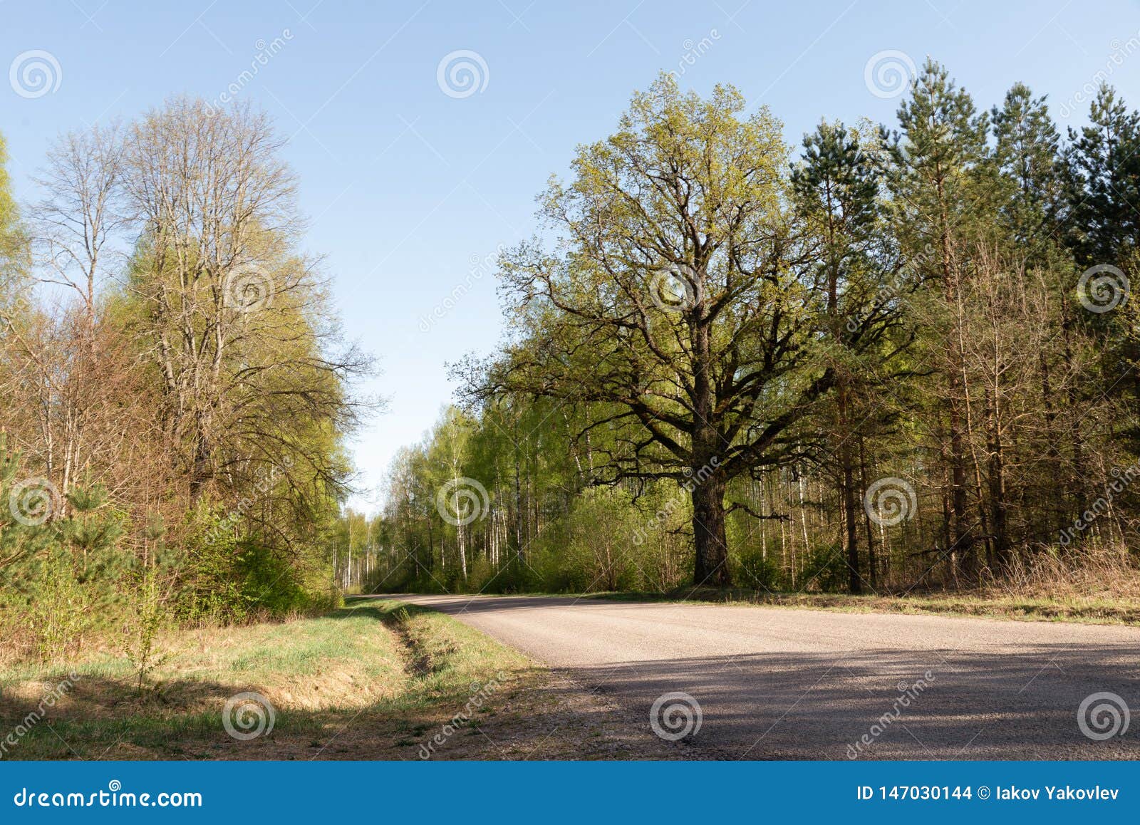 Beautiful Tree Near the Road of Asphalt Stock Photo - Image of ...