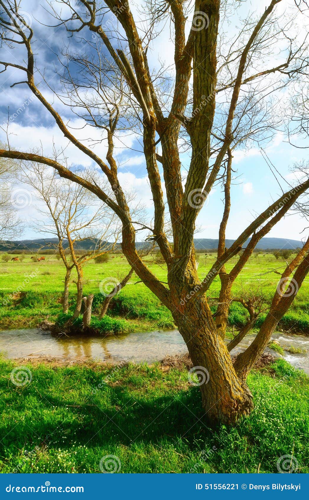 Beautiful Tree Near the Stream. Summer Sunset Stock Image - Image of ...