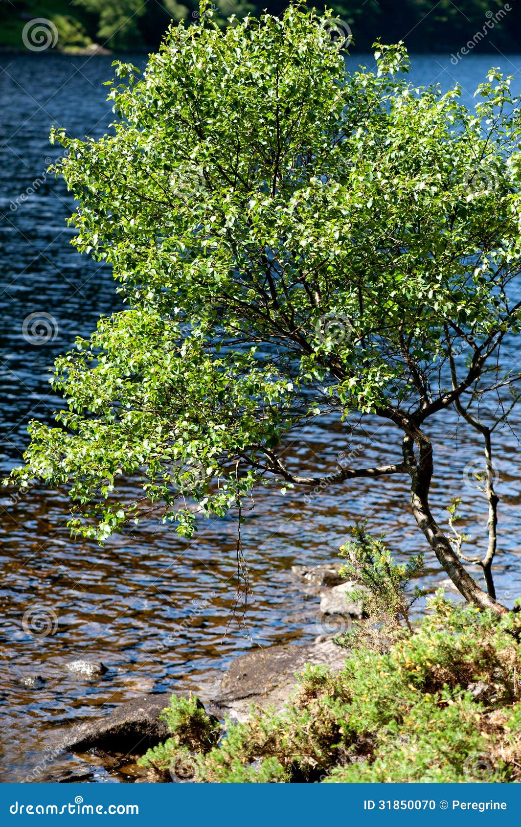 Beautiful tree near water stock photo. Image of nature - 31850070