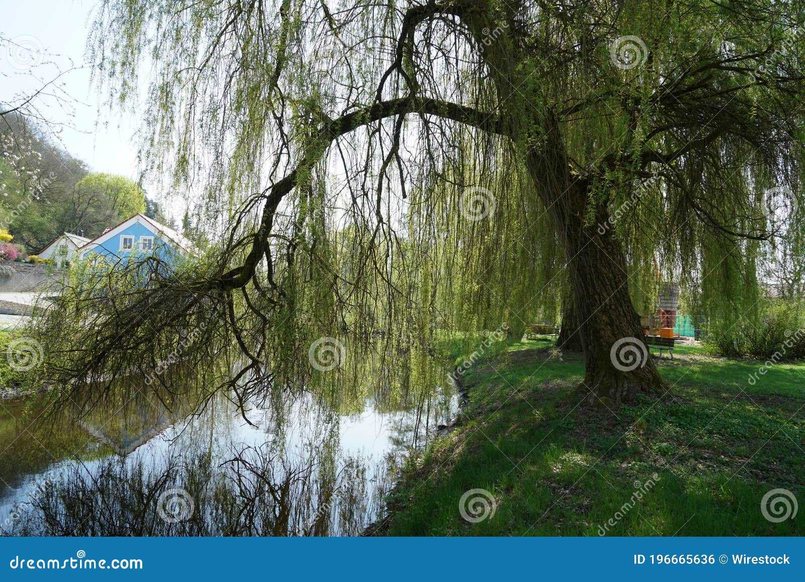 Beautiful Tree Next To a River Stock Photo - Image of trees, nature ...