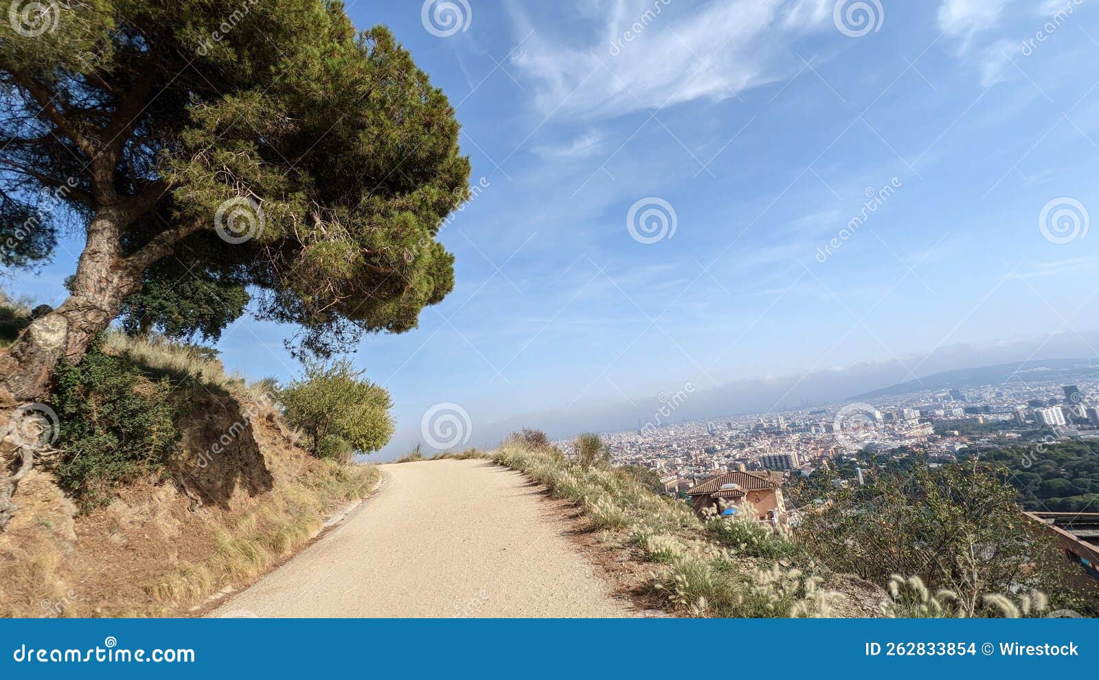 Beautiful Tree Next To a Road Under a Blue Sky Stock Photo - Image of ...