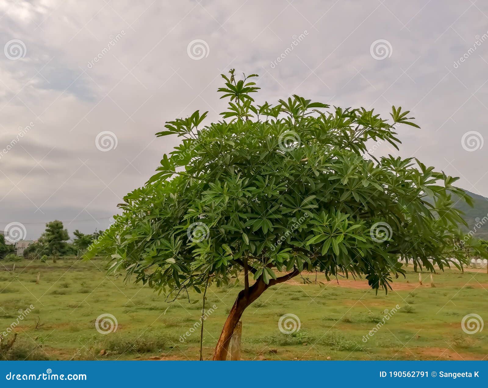 A Beautiful Tree with Nice Pattern Stems in the Ground Stock Image ...