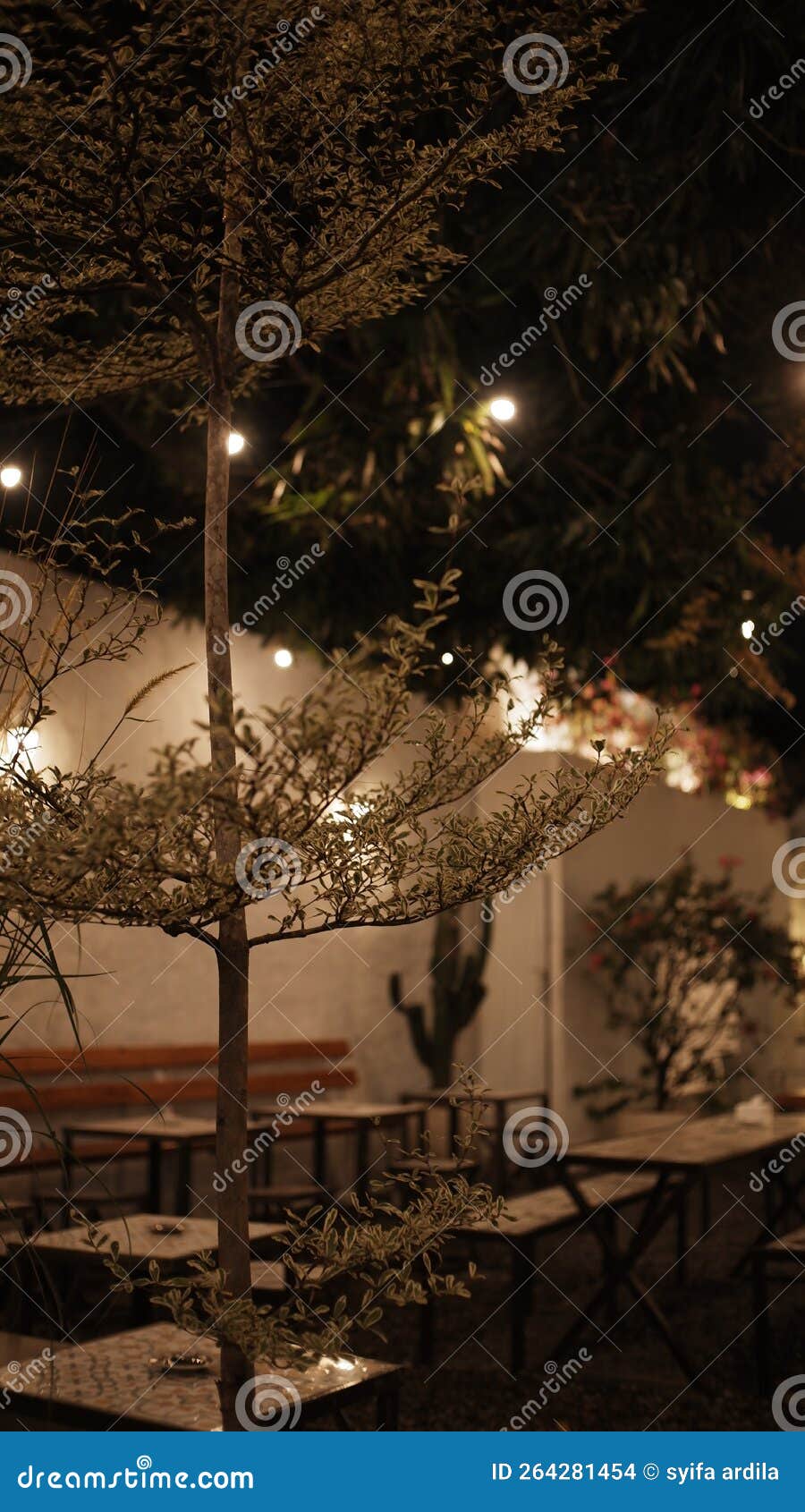 Beautiful tree at nights stock photo. Image of plant - 264281454