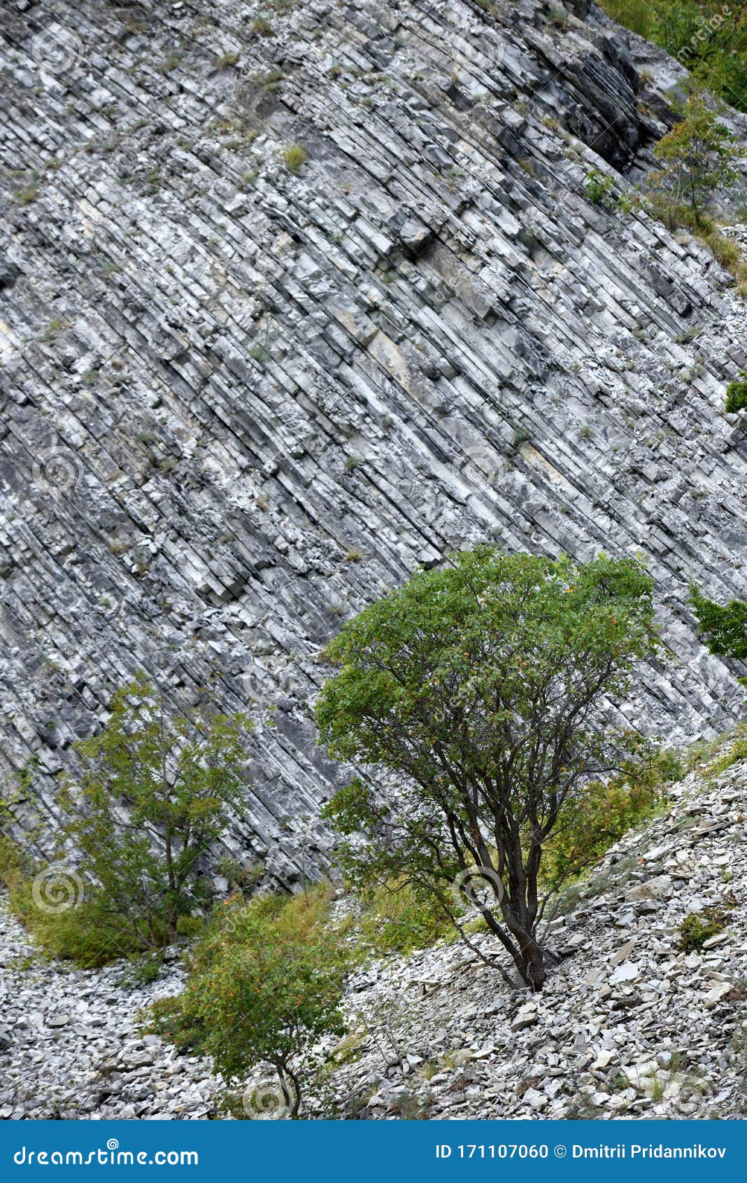 A Beautiful Tree is One, Grows Straight from the Rock. Tree on a ...