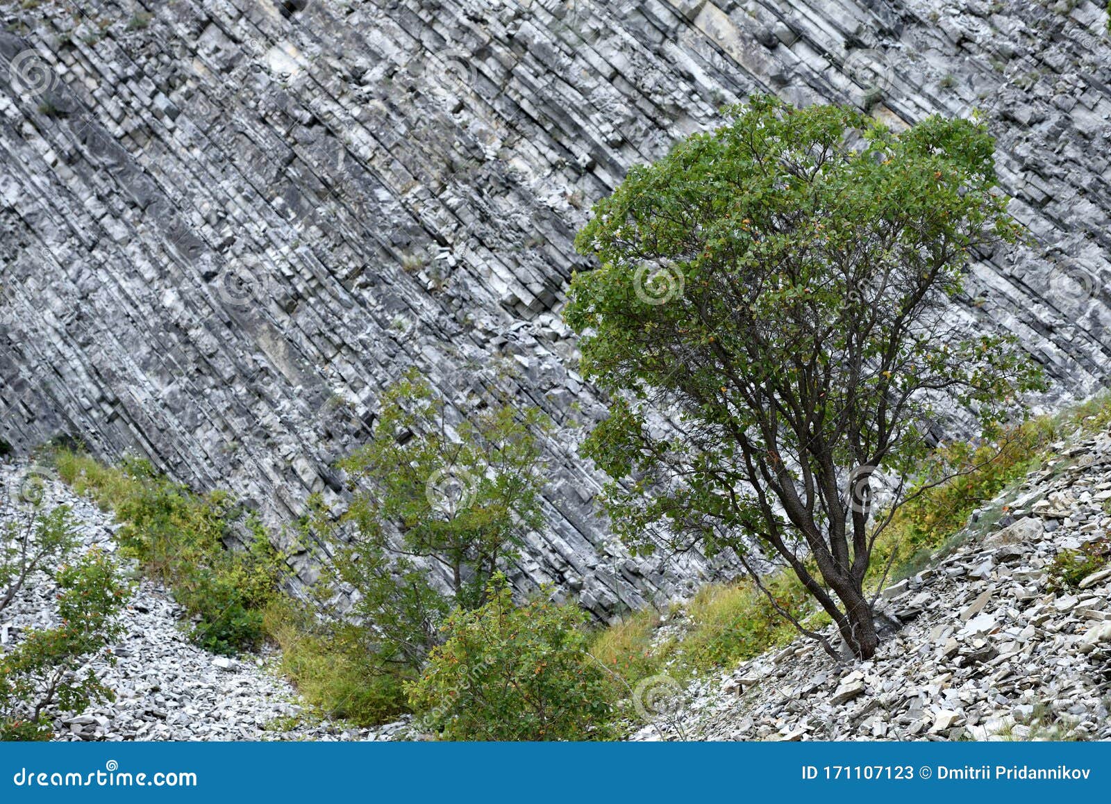 A Beautiful Tree is One, Grows Straight from the Rock. Tree on a ...