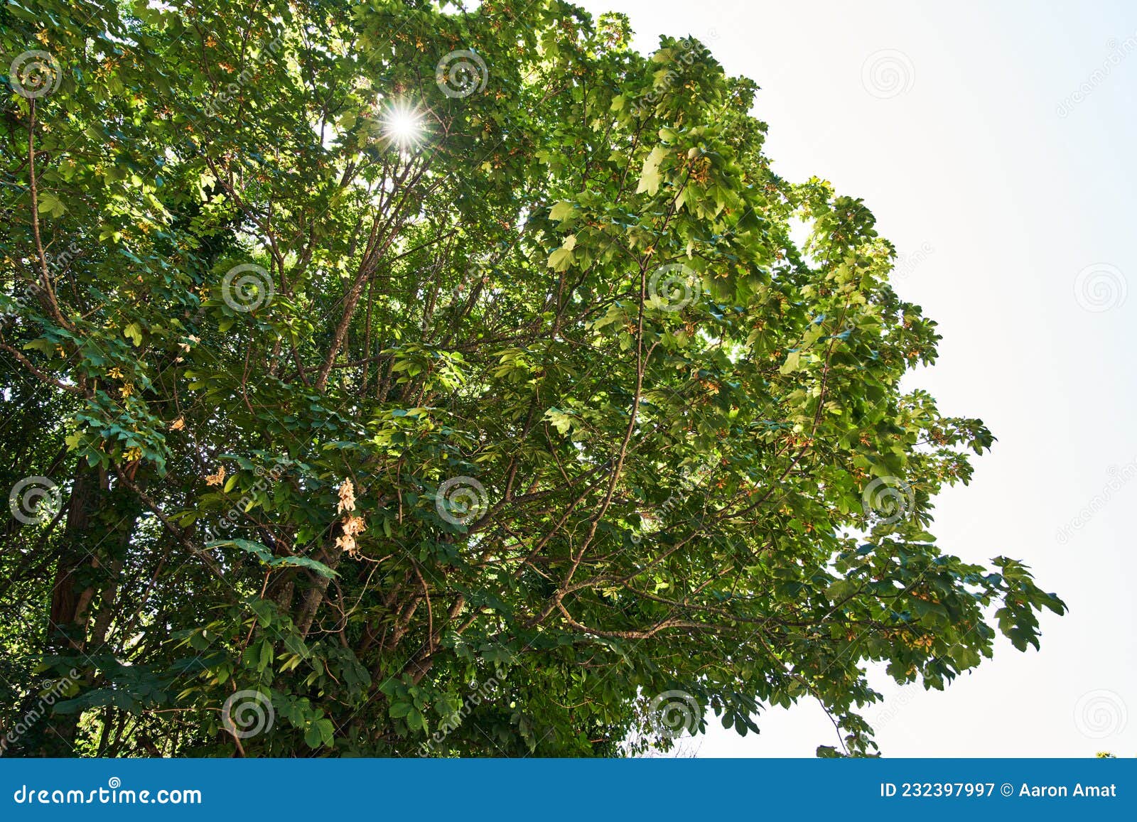 Beautiful Tree Outdoor Image Stock Image - Image of spring, nature ...