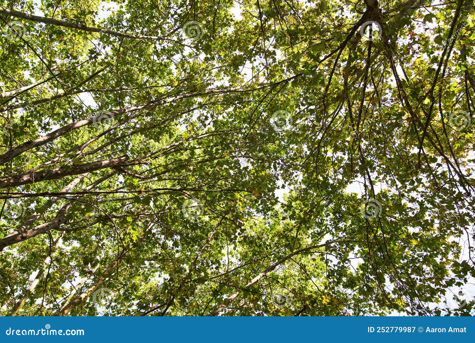 Beautiful Tree Outdoor Image Stock Image - Image of tree, forest: 252779987