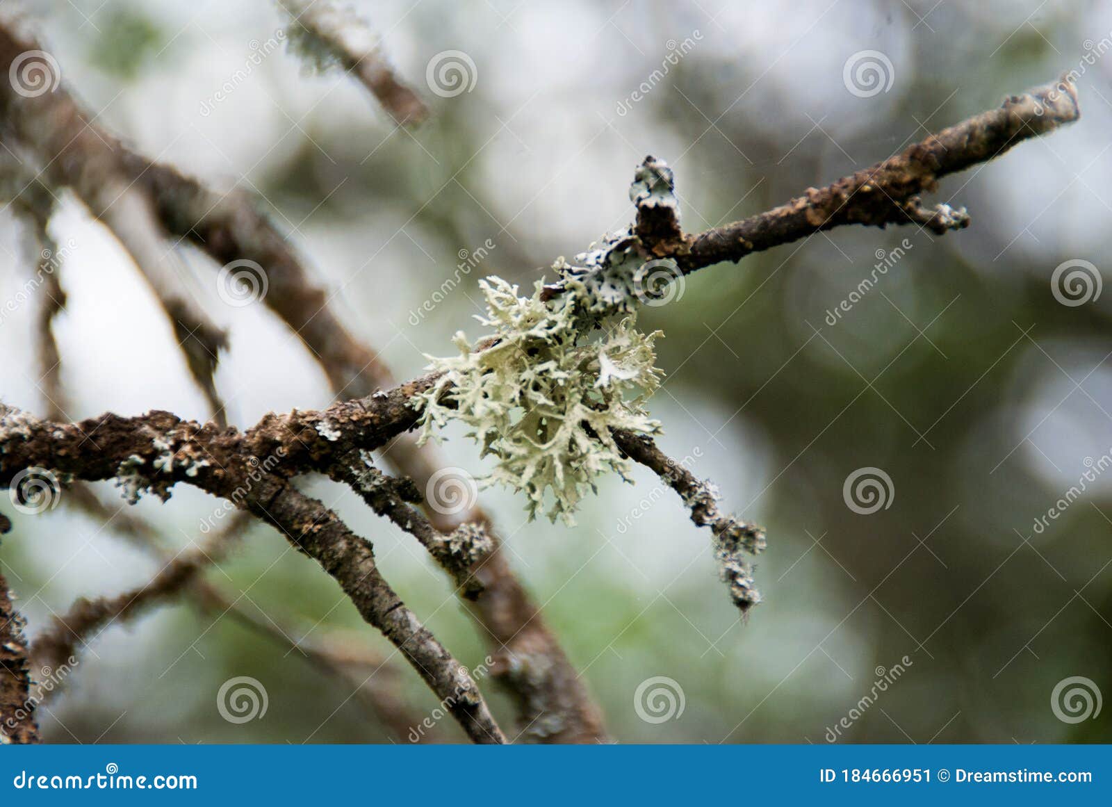 Beautiful tree parasite stock image. Image of shot, background - 184666951