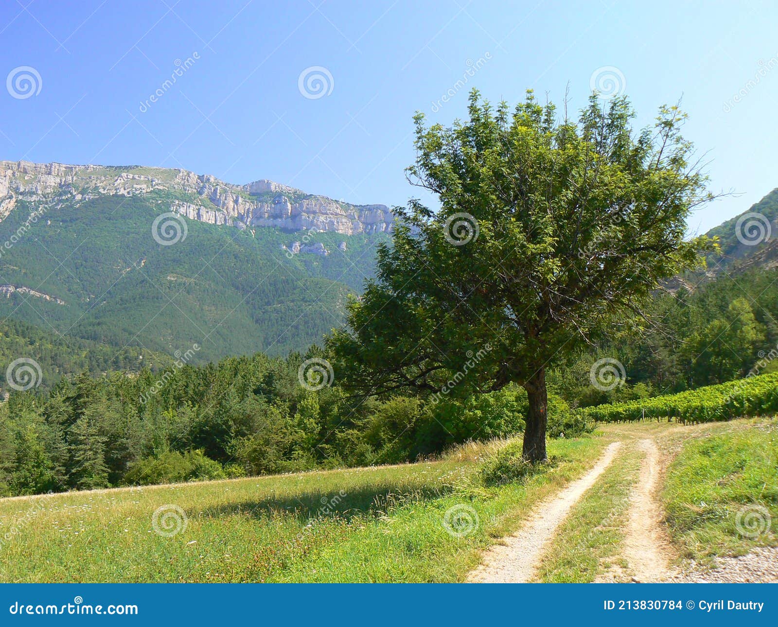 Tree and path in the wild stock photo. Image of plant - 213830784