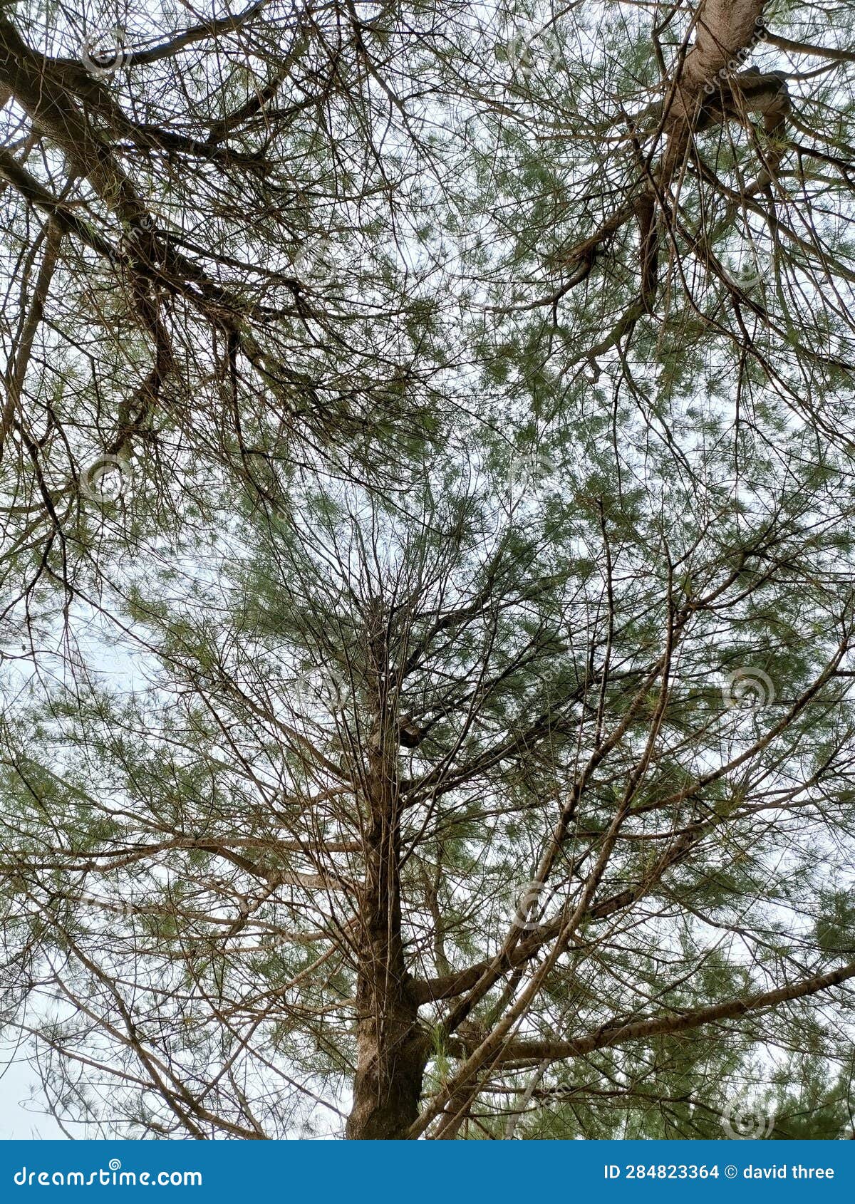 Beautiful Tree Photo Shoot from the Below Stock Photo - Image of forest ...