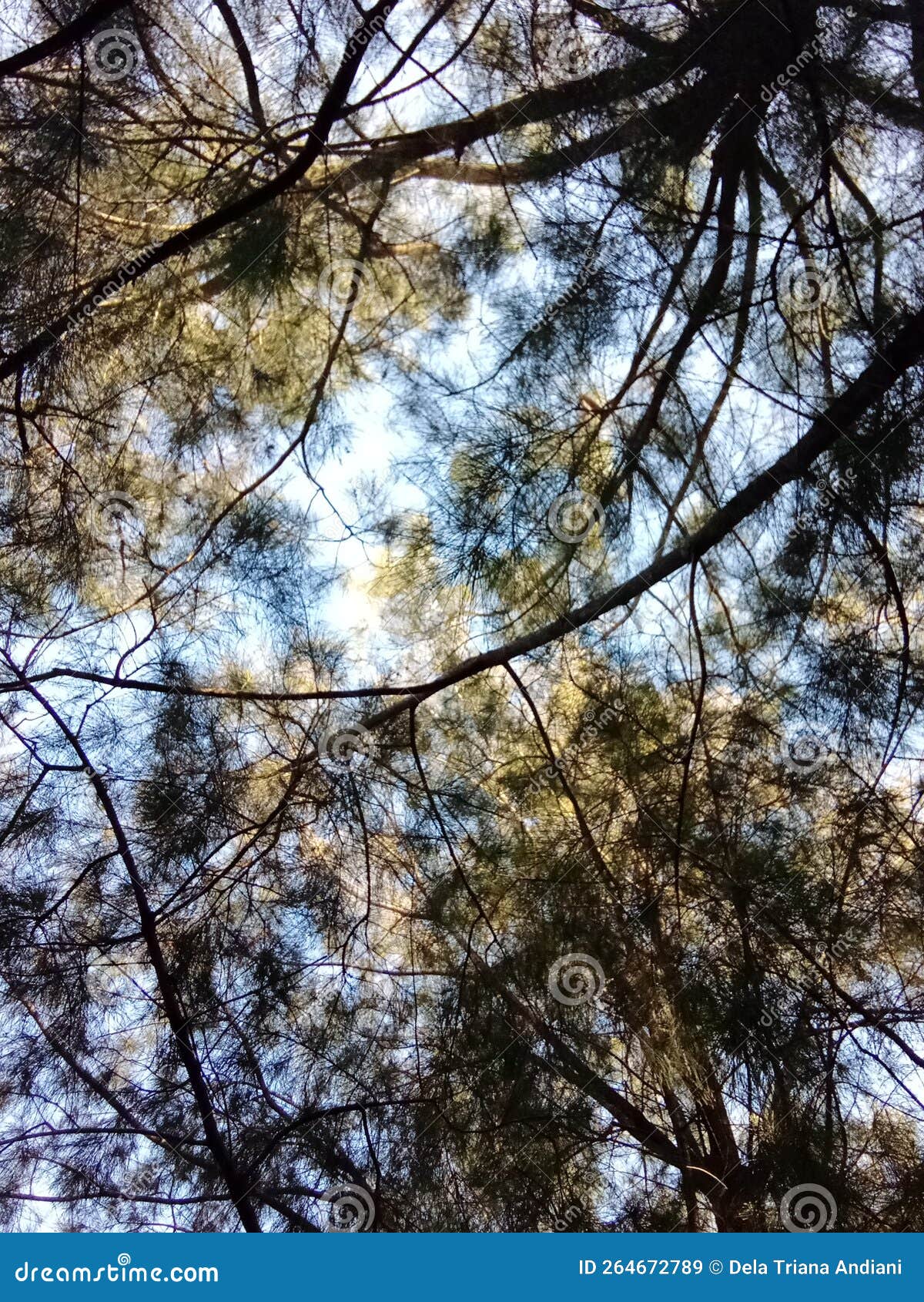 A Beautiful Tree when Photographed Stock Image - Image of photographed ...