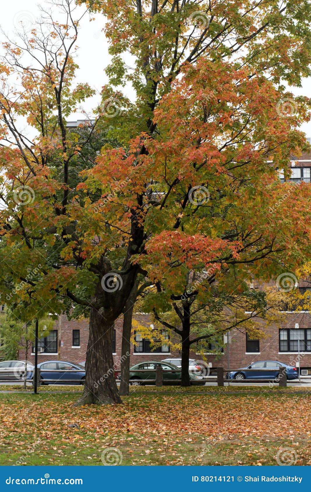 Autumn Tree with Red Leaves Stock Image - Image of nature, states: 80214121