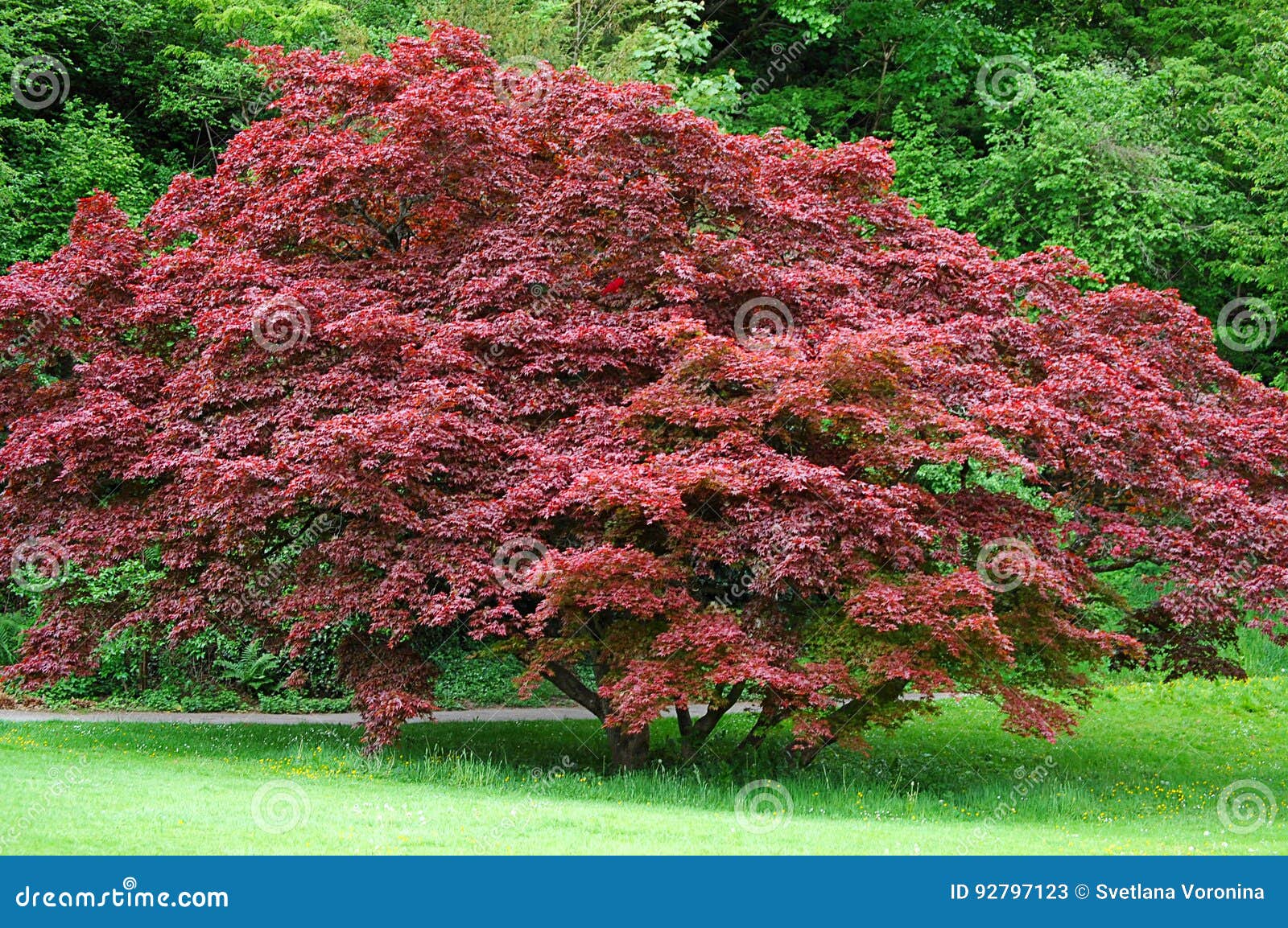 Beautiful Tree with Red Leaves Stock Image - Image of large, color ...