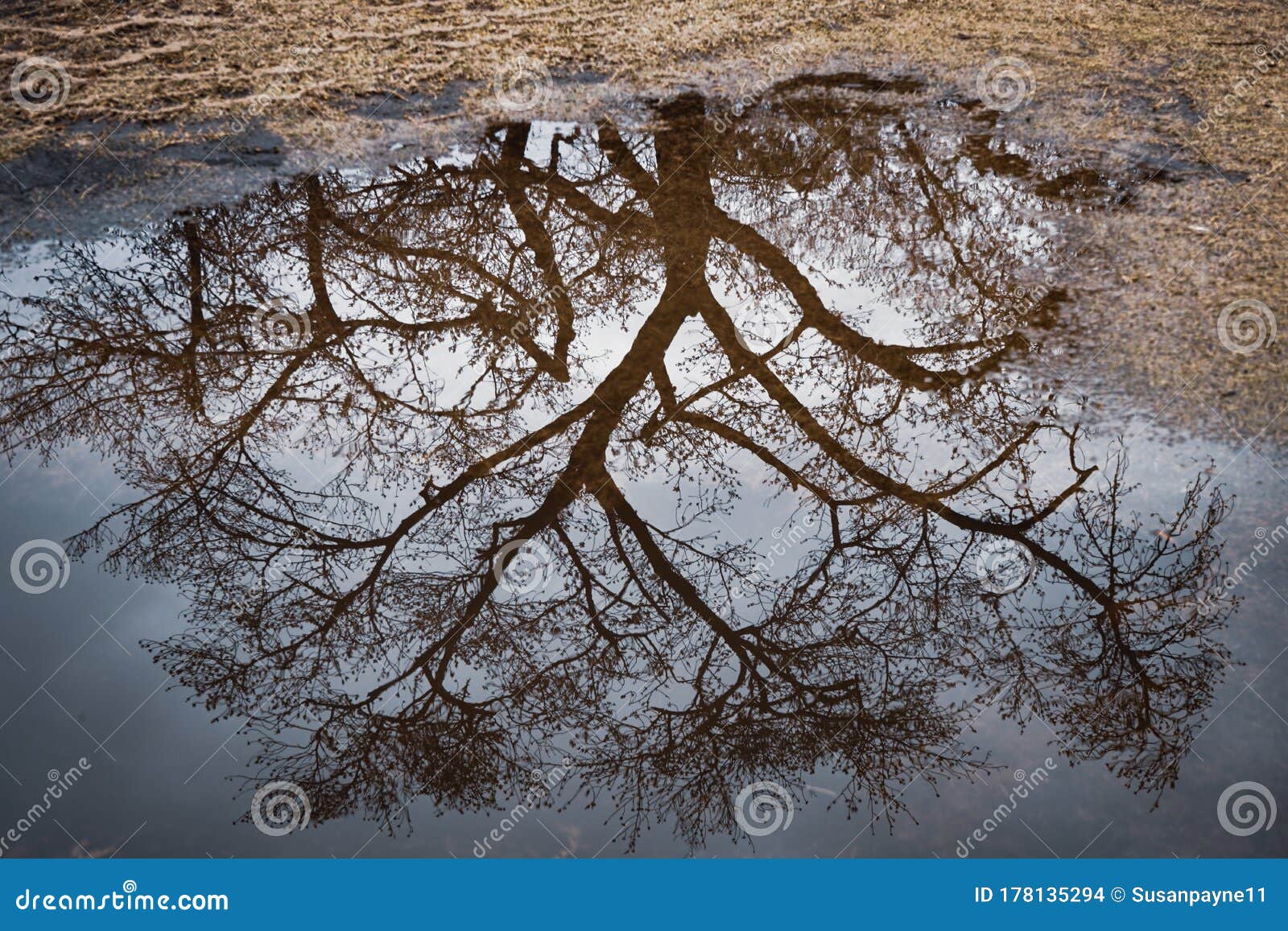 Beautiful Tree Reflection in Puddle Stock Photo - Image of branches ...