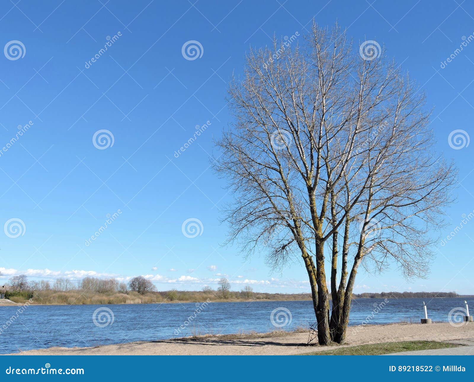 Beautiful Tree on River Coast Stock Photo - Image of nature, branches ...
