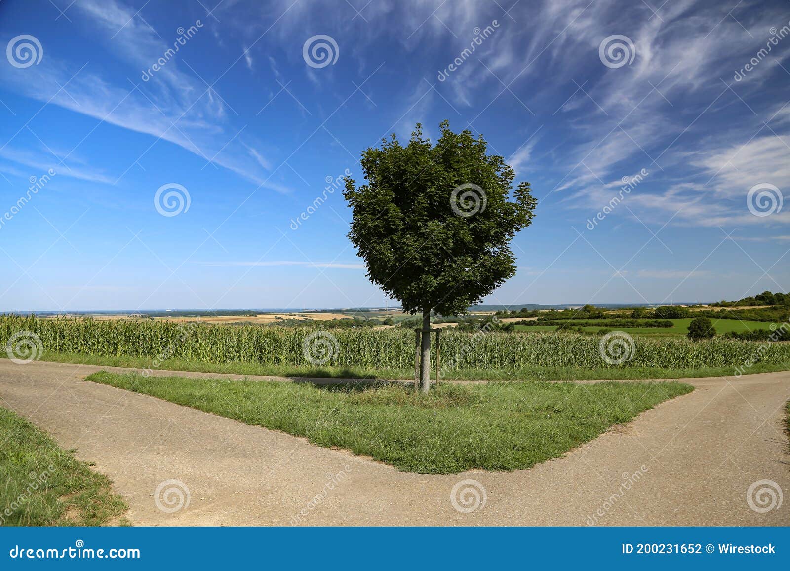 Beautiful Tree on the Road by the Farms Stock Photo - Image of natural ...